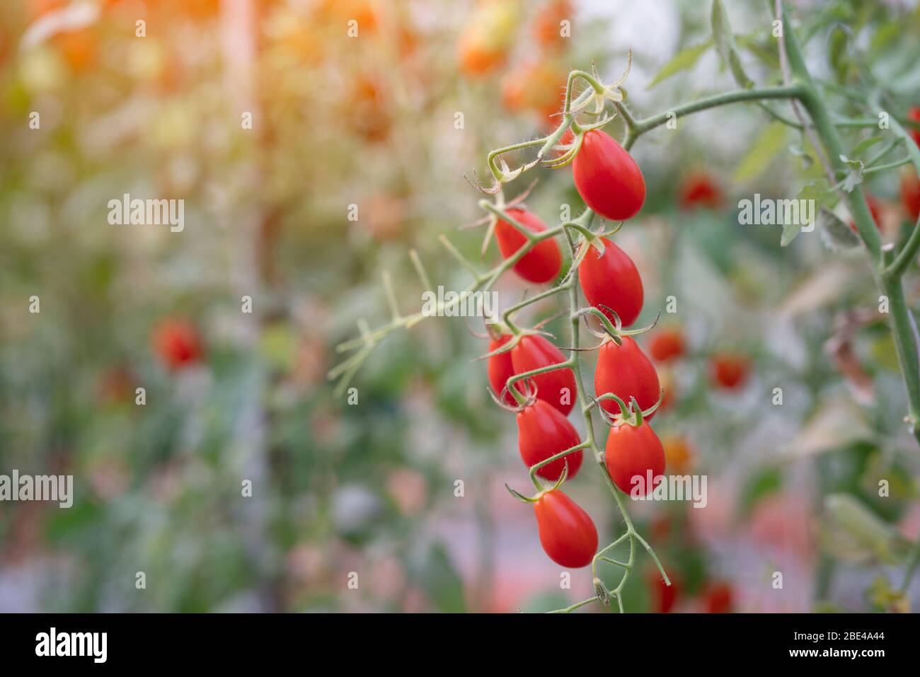 red Grape tomatoes in organic farm Stock Photo - Alamy