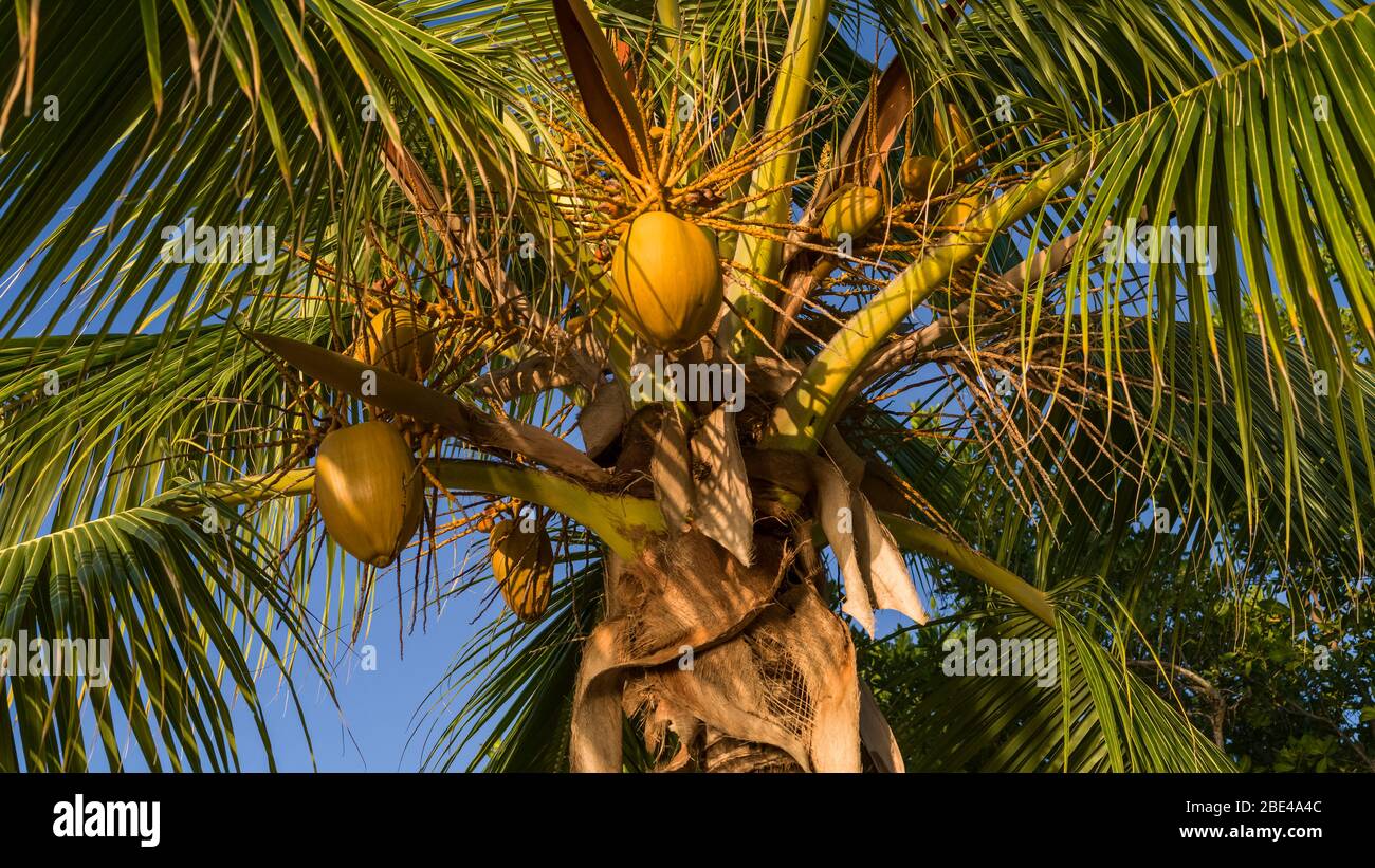 Low angle view of a coconut tree (Cocos nucifera) with coconuts ...