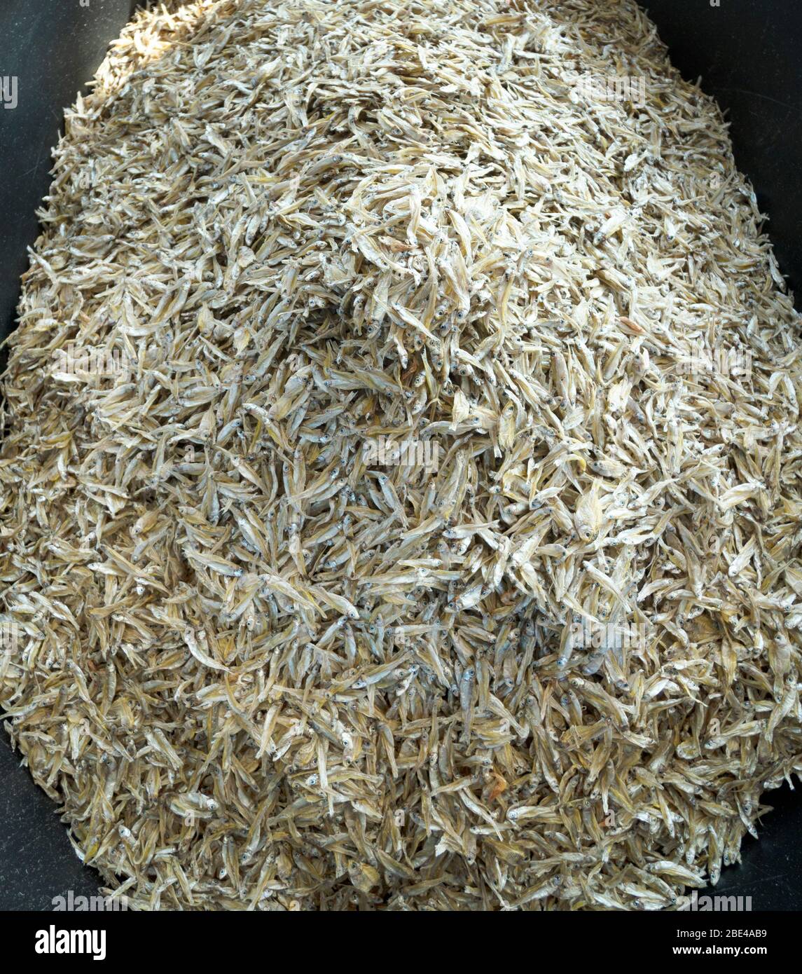 small salted dry fishes or sun-dried fish ready for sale Stock Photo ...