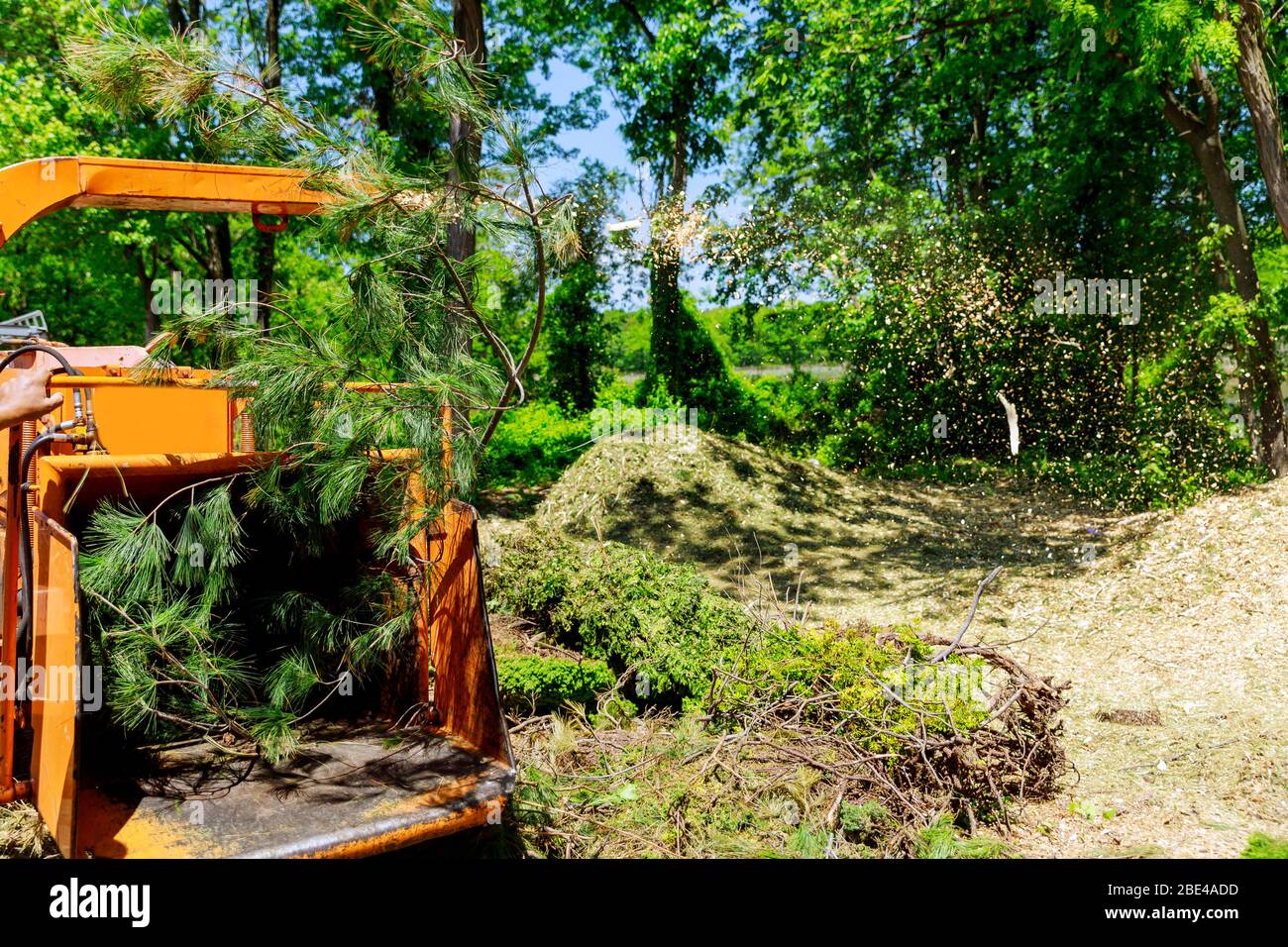 Wood chipper blowing tree branches cut a portable machine used for ...