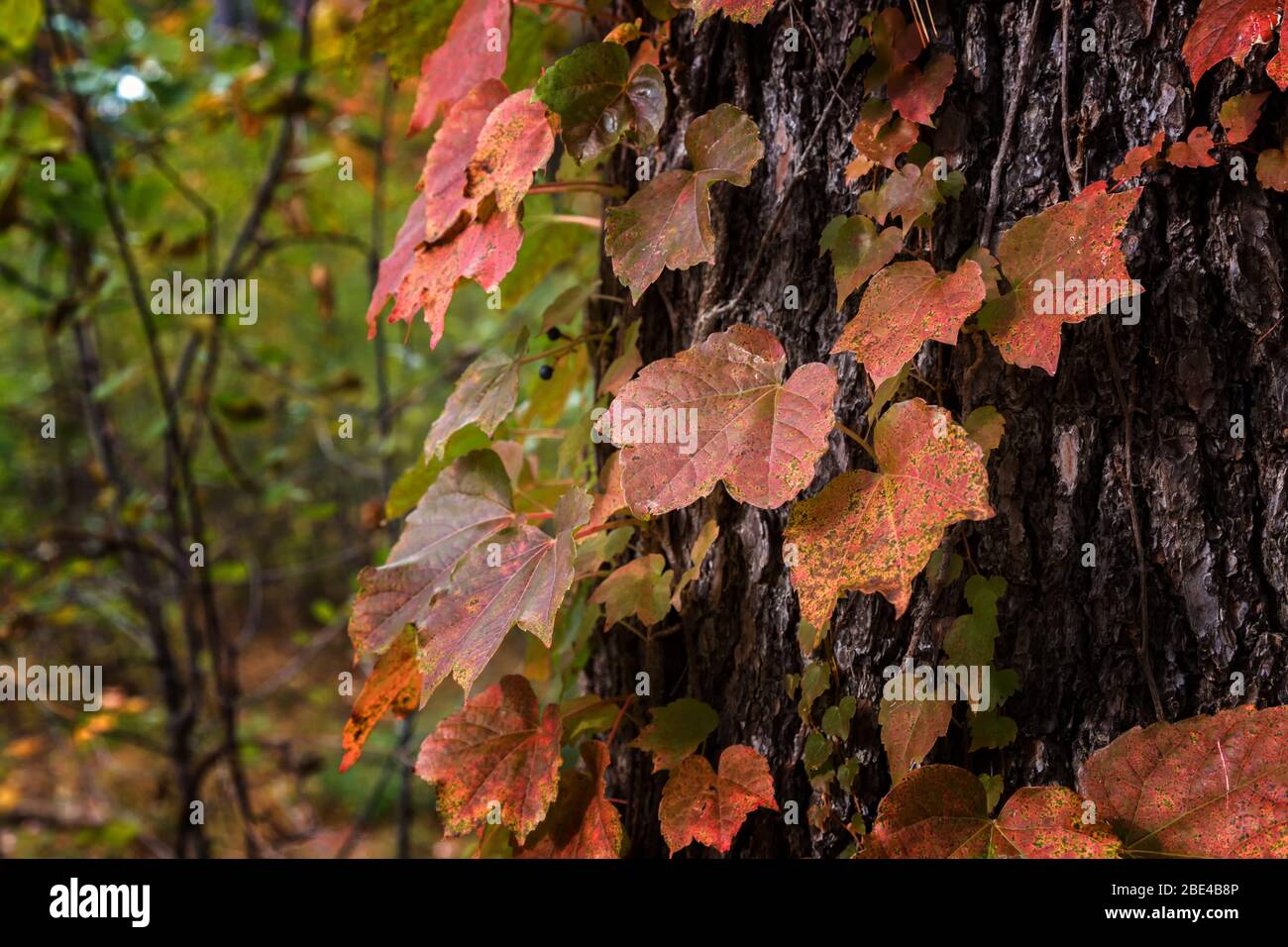 Autumn Landscapes in Massachusetts Stock Photo - Alamy