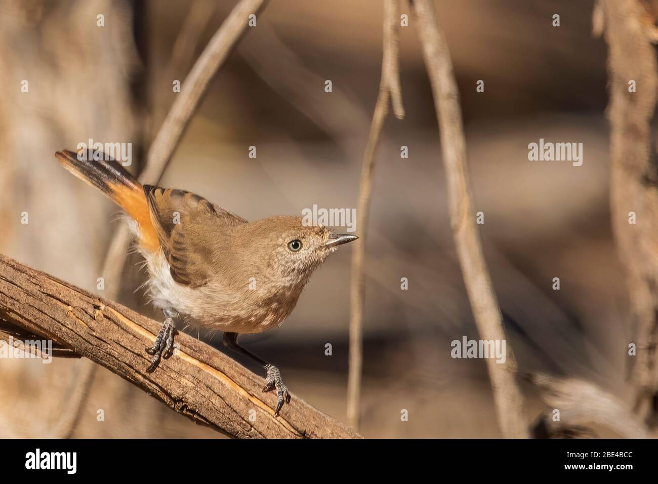 Bird with white rump hi-res stock photography and images - Alamy