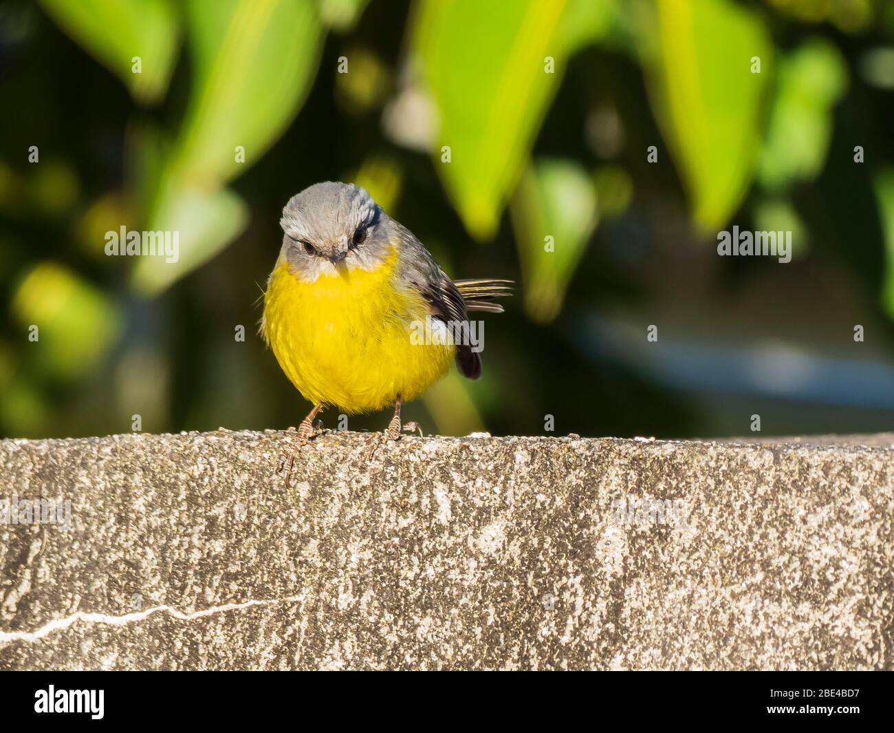 Eastern Yellow Robin (Eopsaltria australis Stock Photo - Alamy