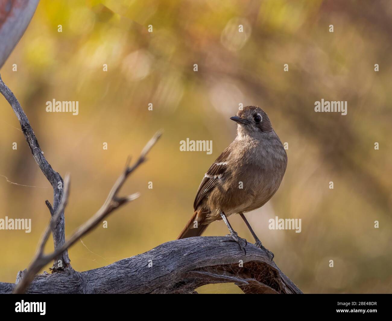 Mallee scrub hi-res stock photography and images - Alamy