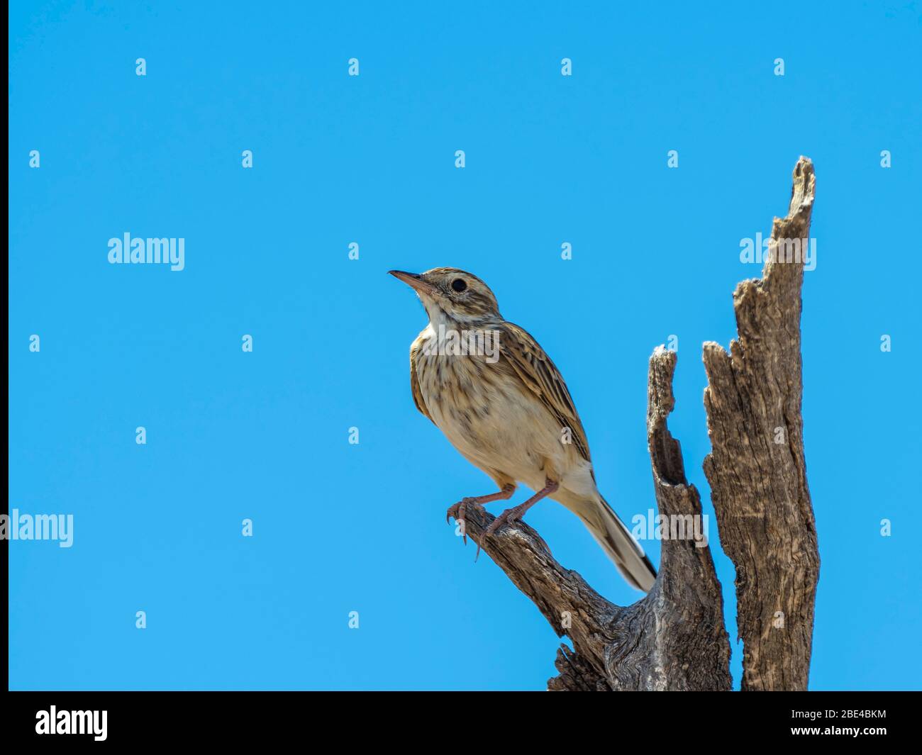 Australian Pipit High Resolution Stock Photography and Images - Alamy