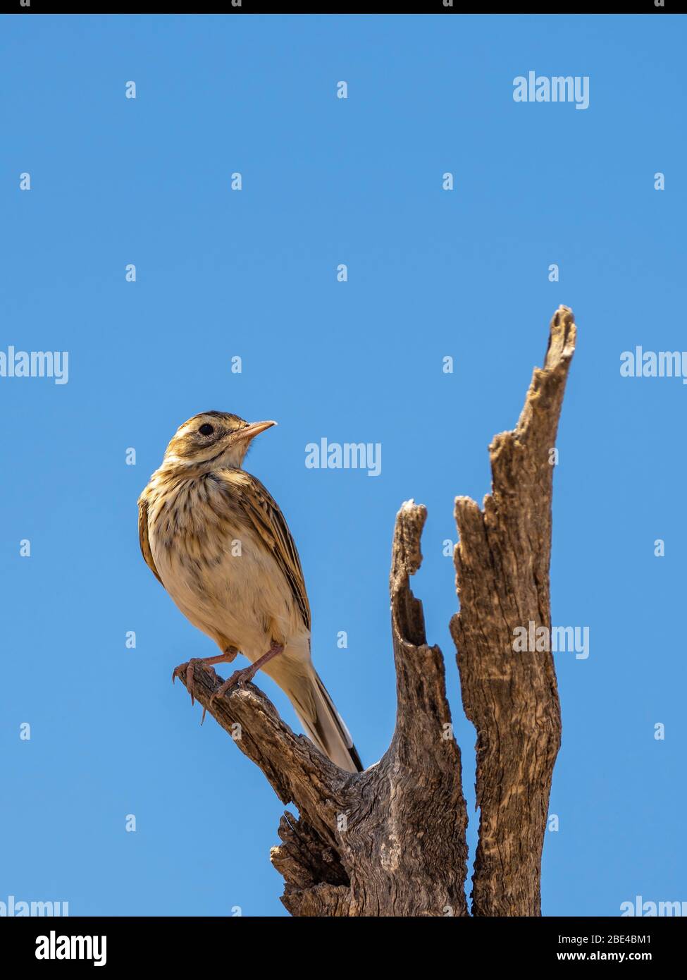 Australian Pipit High Resolution Stock Photography and Images - Alamy