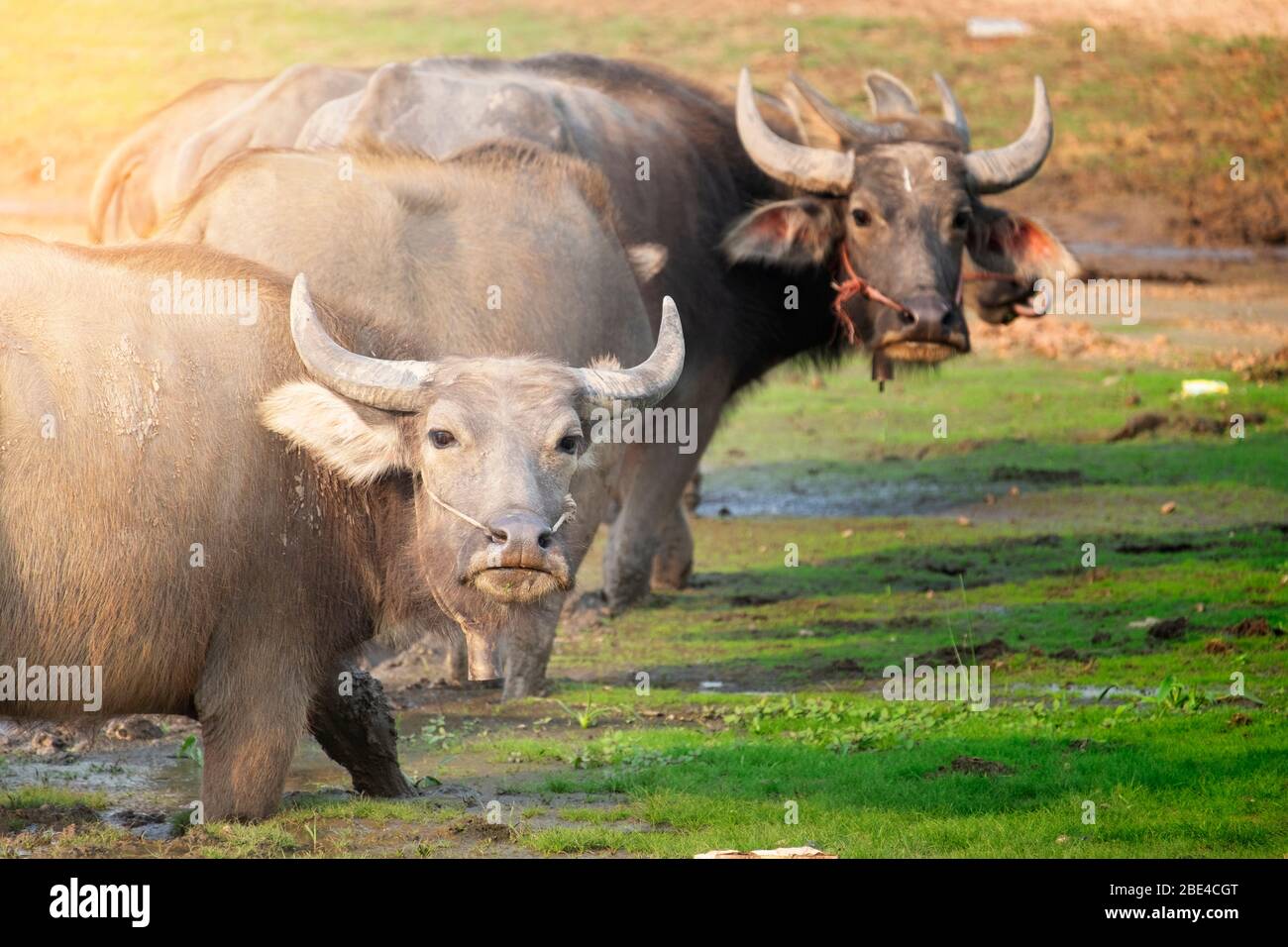 Water buffalo on green grass and looking at camera Stock Photo - Alamy