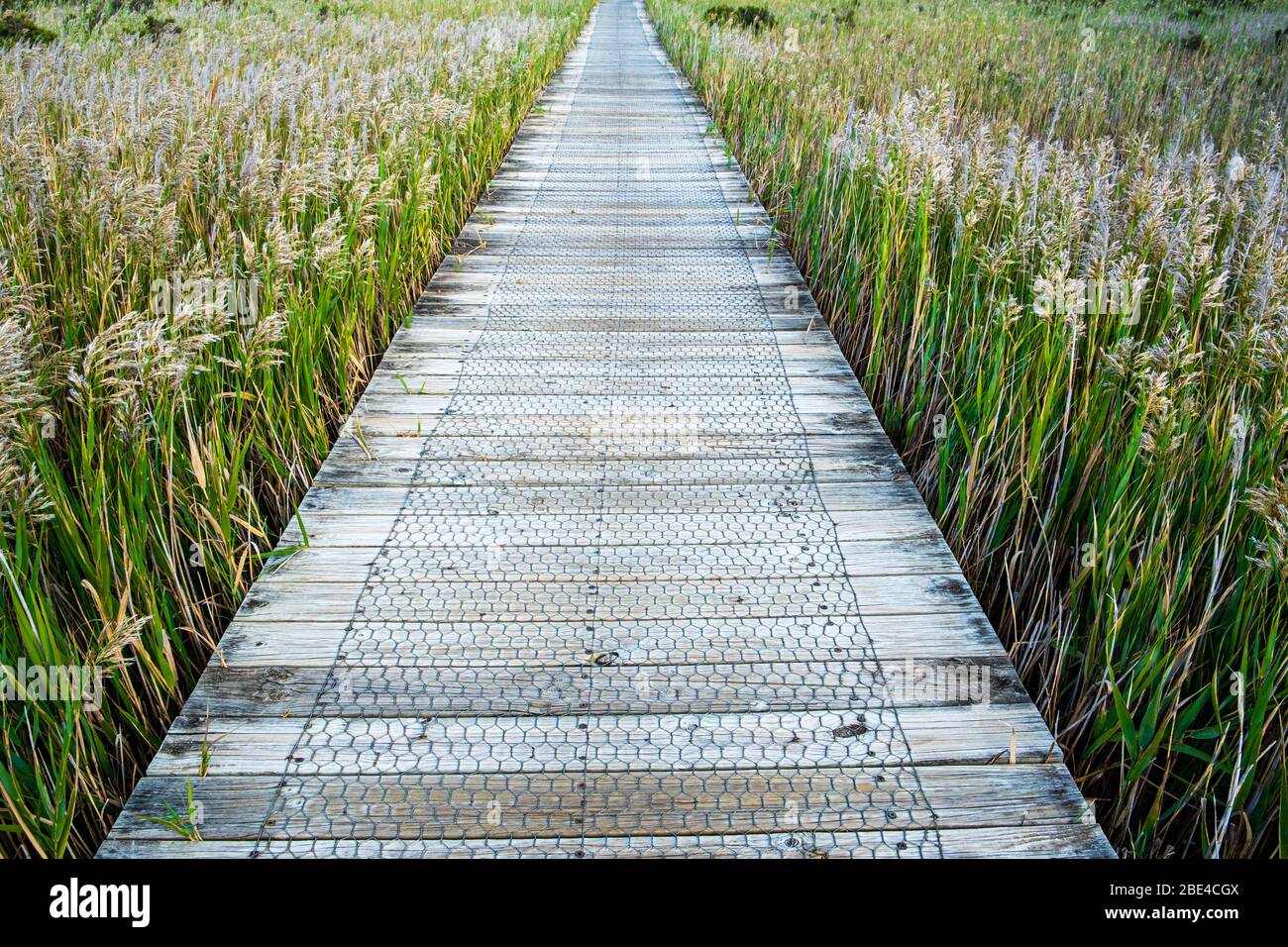 Boardwalk passing through reed Stock Photo - Alamy