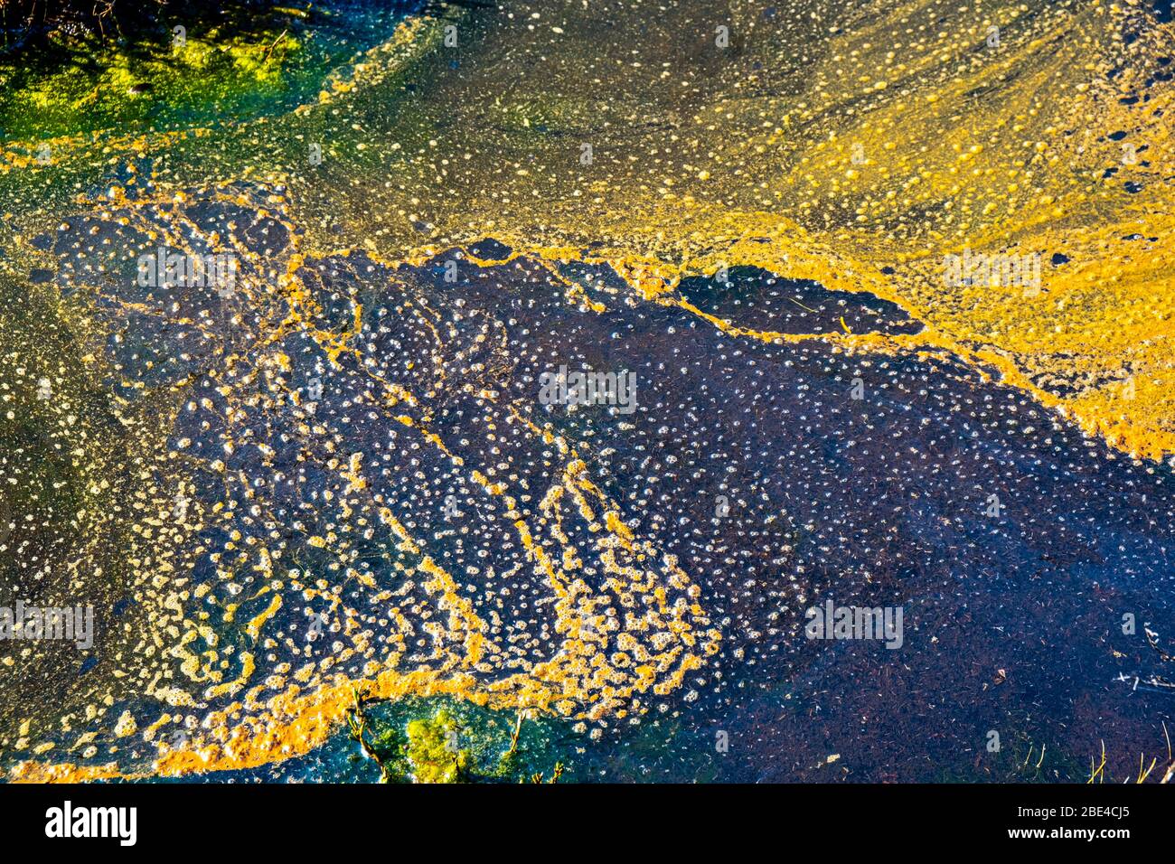 Abstract colorful texture of swamp water Stock Photo - Alamy