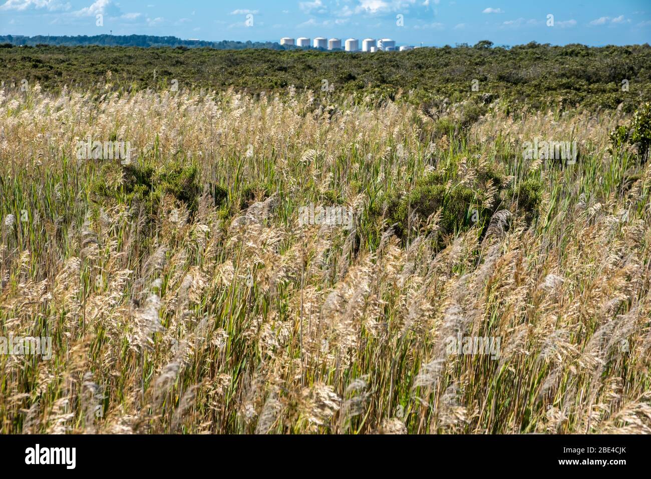 Reed field with silos on the horizon Stock Photo - Alamy