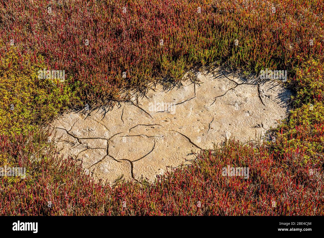 Cracked mud among native vegetation in Australian swamp Stock Photo - Alamy