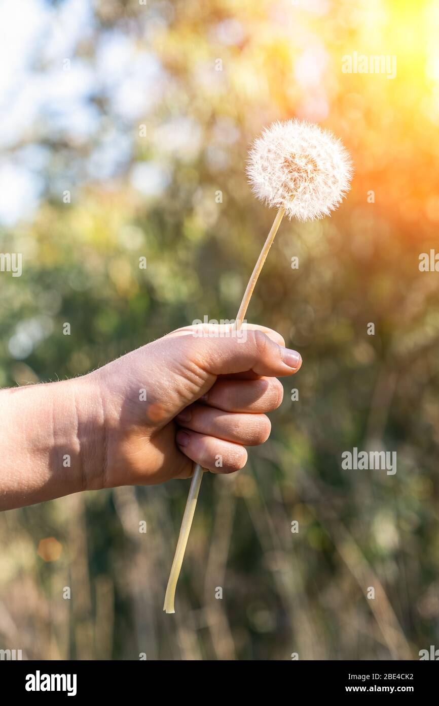 Girl's hand holding dandelion on blurred background Stock Photo - Alamy