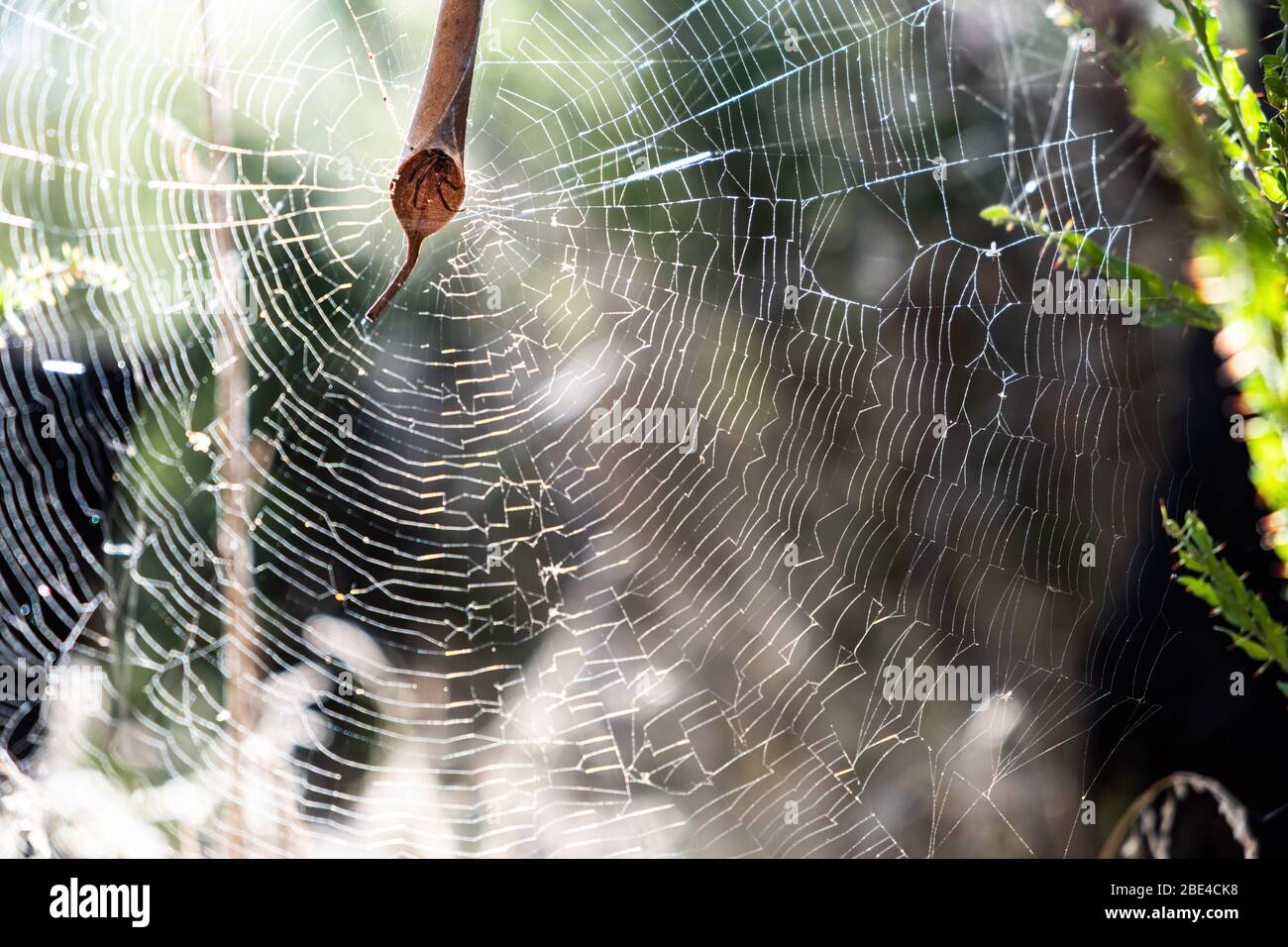 Leaf curling spider peeking from his home in the middle of large web ...