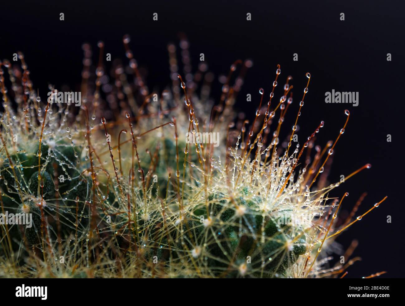 Clump of Thorn hook Mammillaria cactus species in black background ...