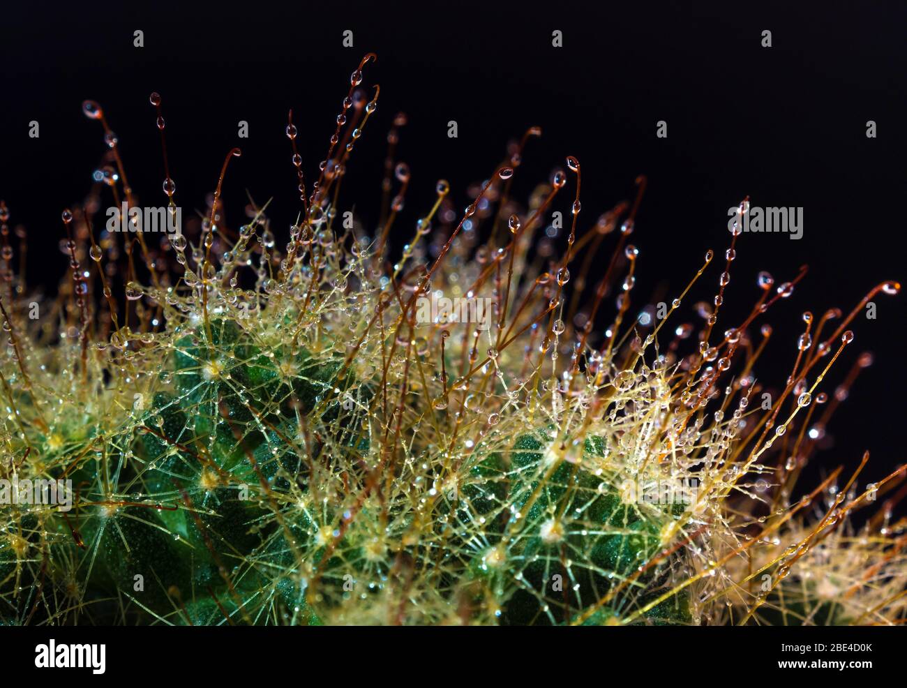 Clump of Thorn hook Mammillaria cactus species in black background ...