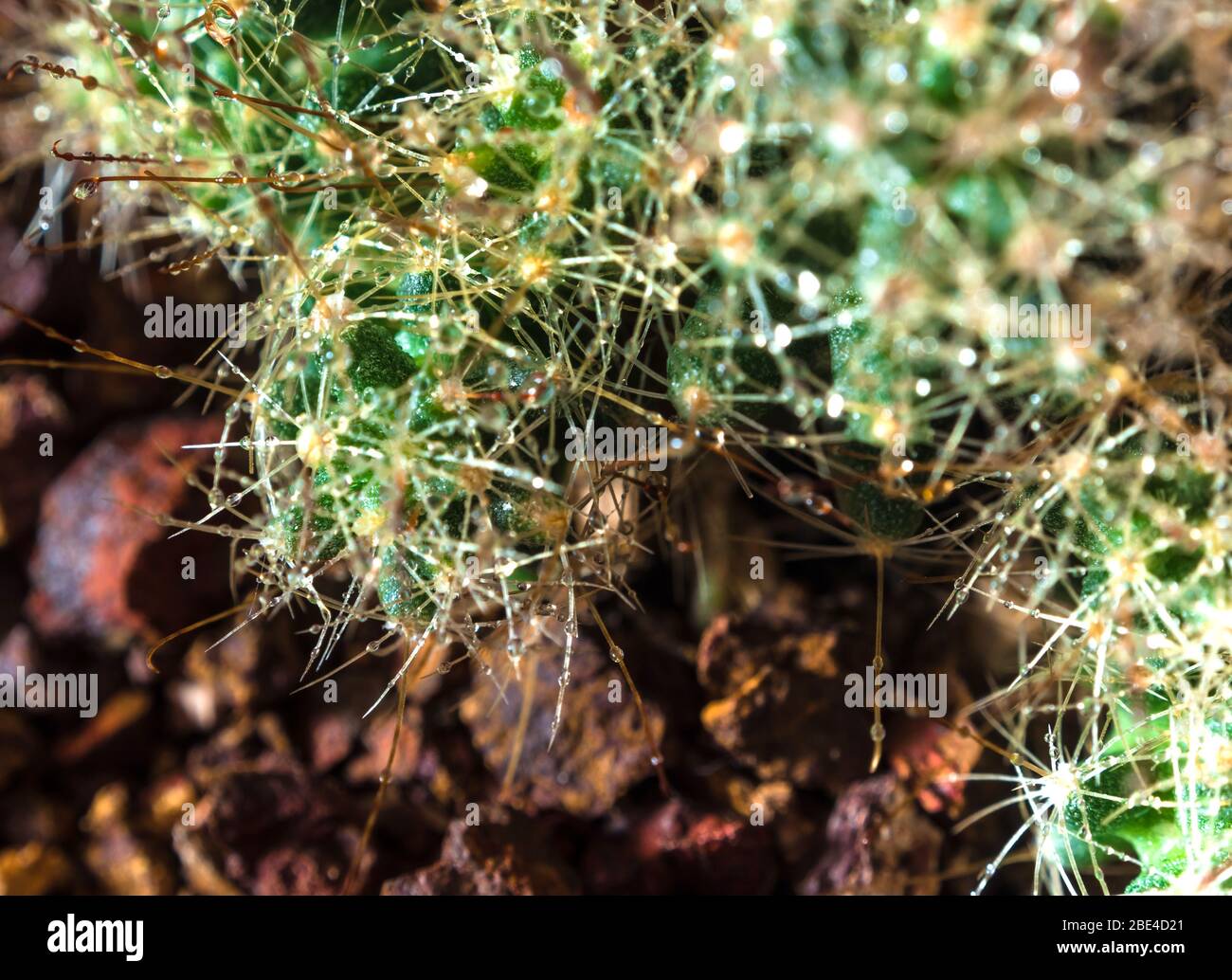 Clump of Thorn hook Mammillaria cactus species in black background ...