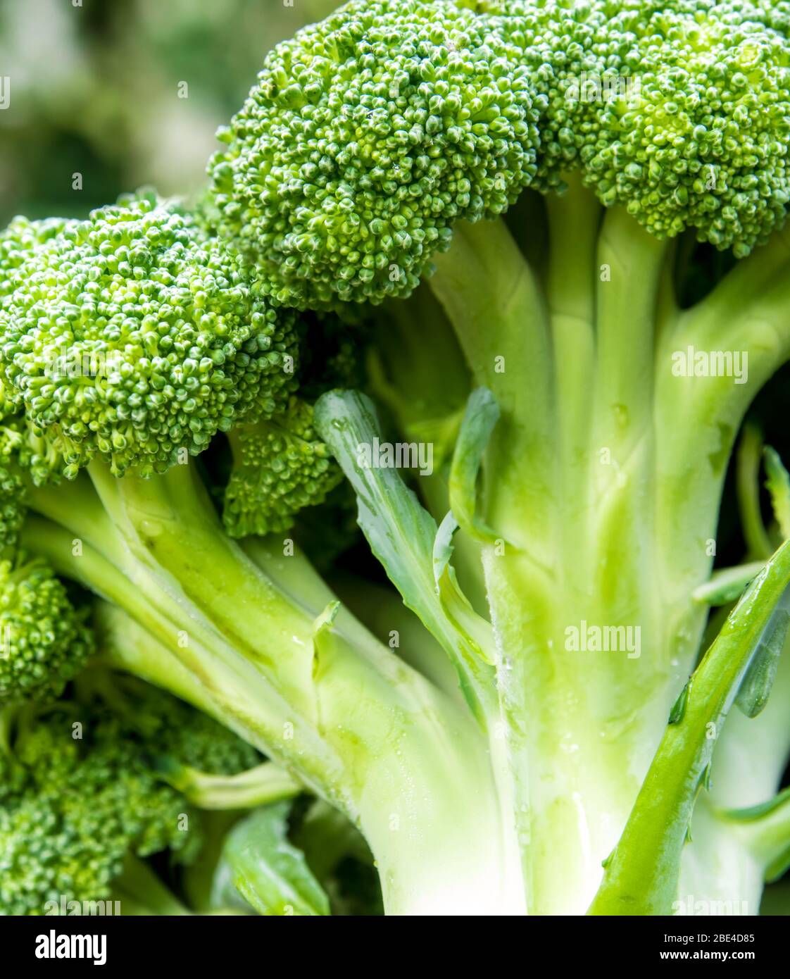 Close up to surface texture of freshness Broccoli vegetable Stock Photo ...