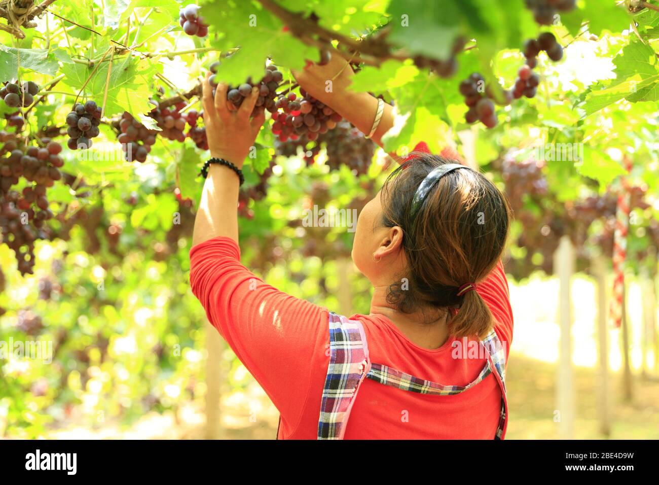 Ripened grapes picking hi-res stock photography and images - Alamy