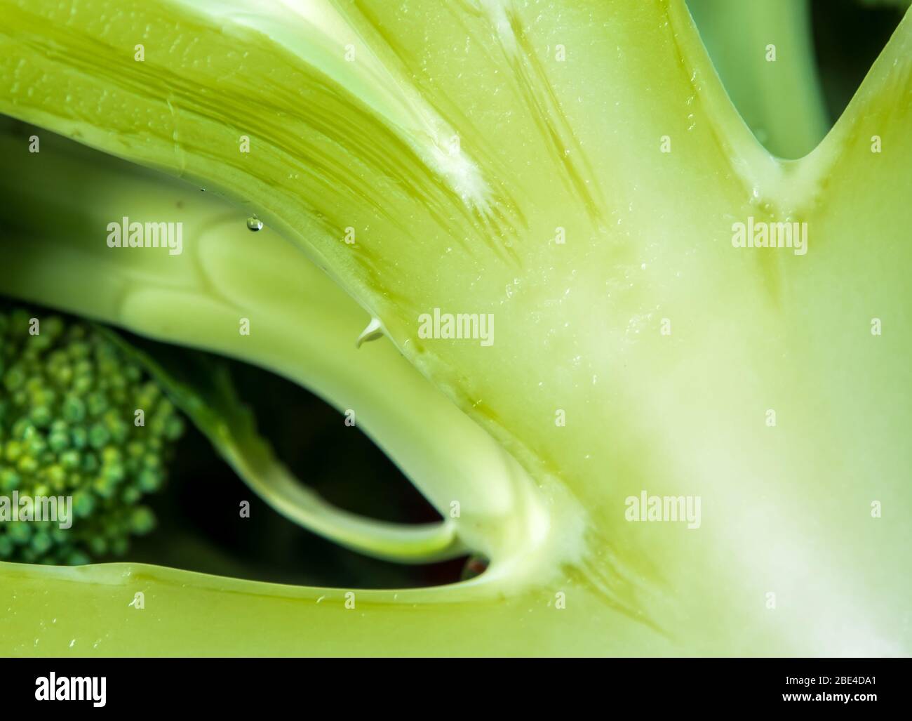 Close up to surface texture of succulent fresh inside the Broccoli ...