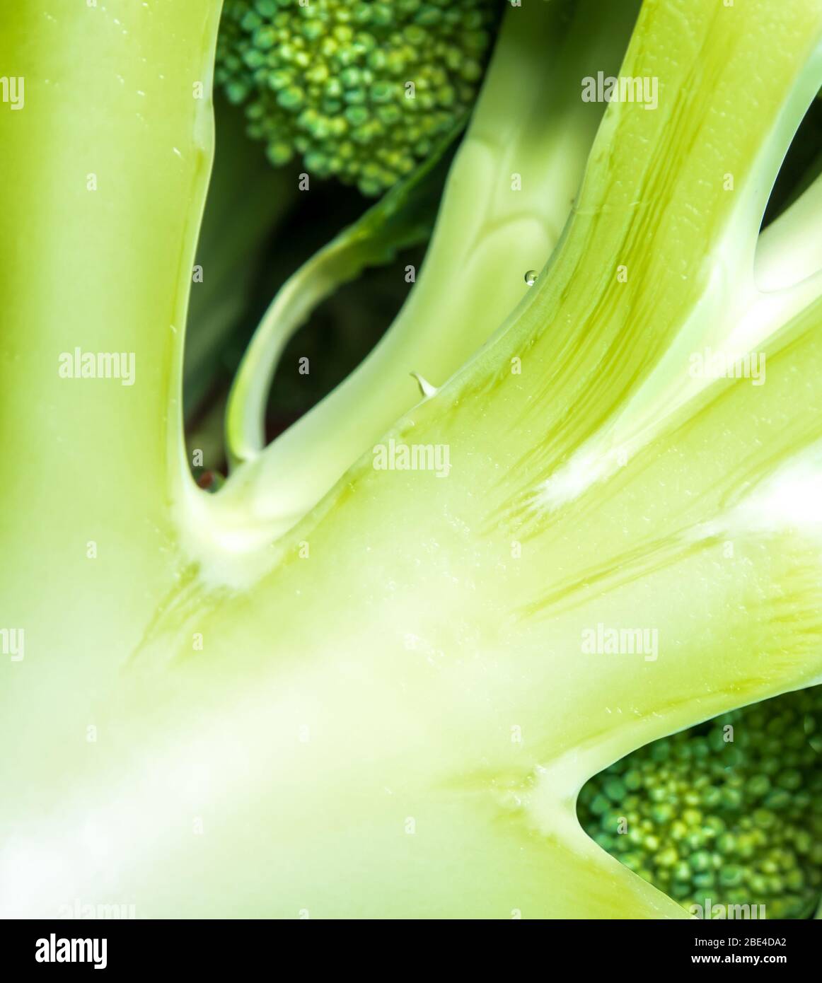 Close up to surface texture of succulent fresh inside the Broccoli ...