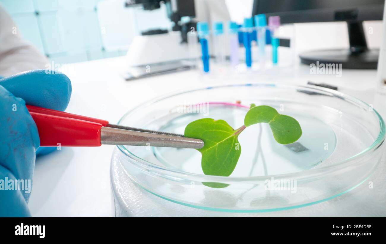 Inspection of the quality of agricultural seeds. Checking the quality ...