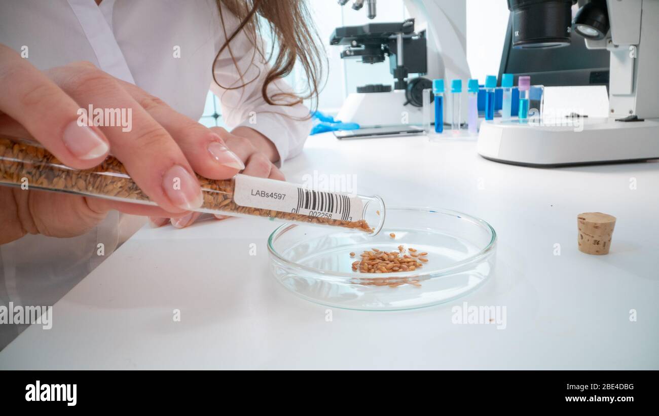 Inspection of the quality of agricultural seeds. Checking the quality ...