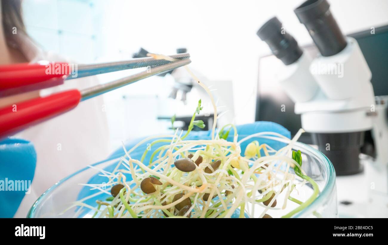 Inspection of the quality of agricultural seeds. Checking the quality ...