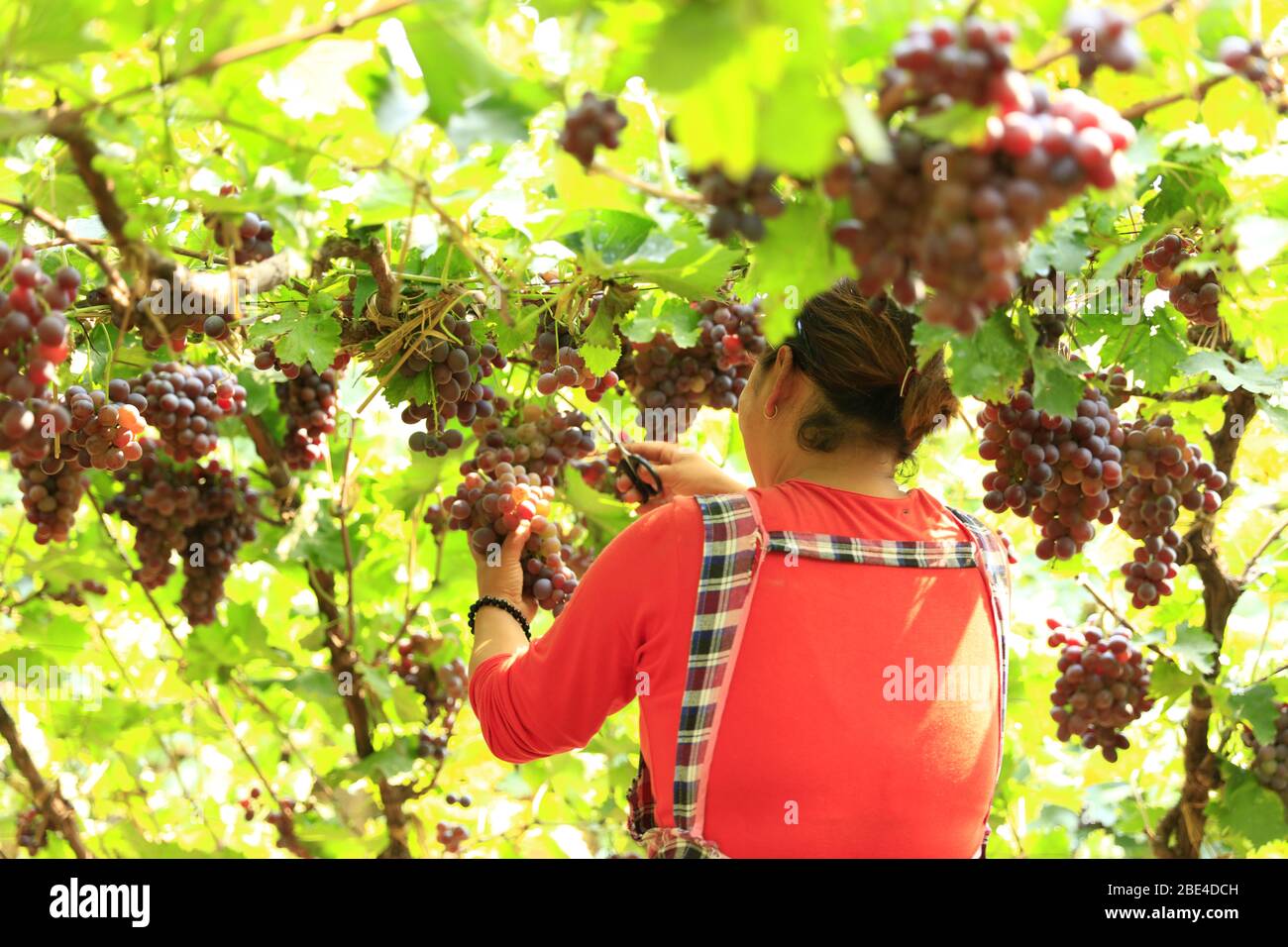 Ripened grapes picking hi-res stock photography and images - Alamy
