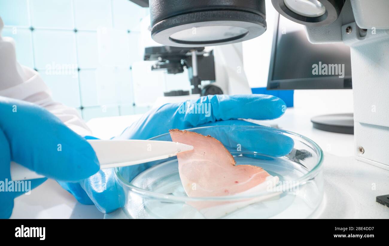 Inspection of meat and fish quality in the food quality laboratory ...