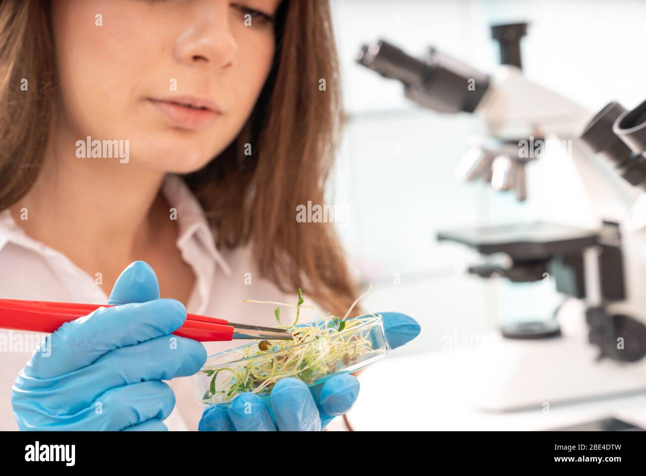 Inspection of the quality of agricultural seeds. Checking the quality ...