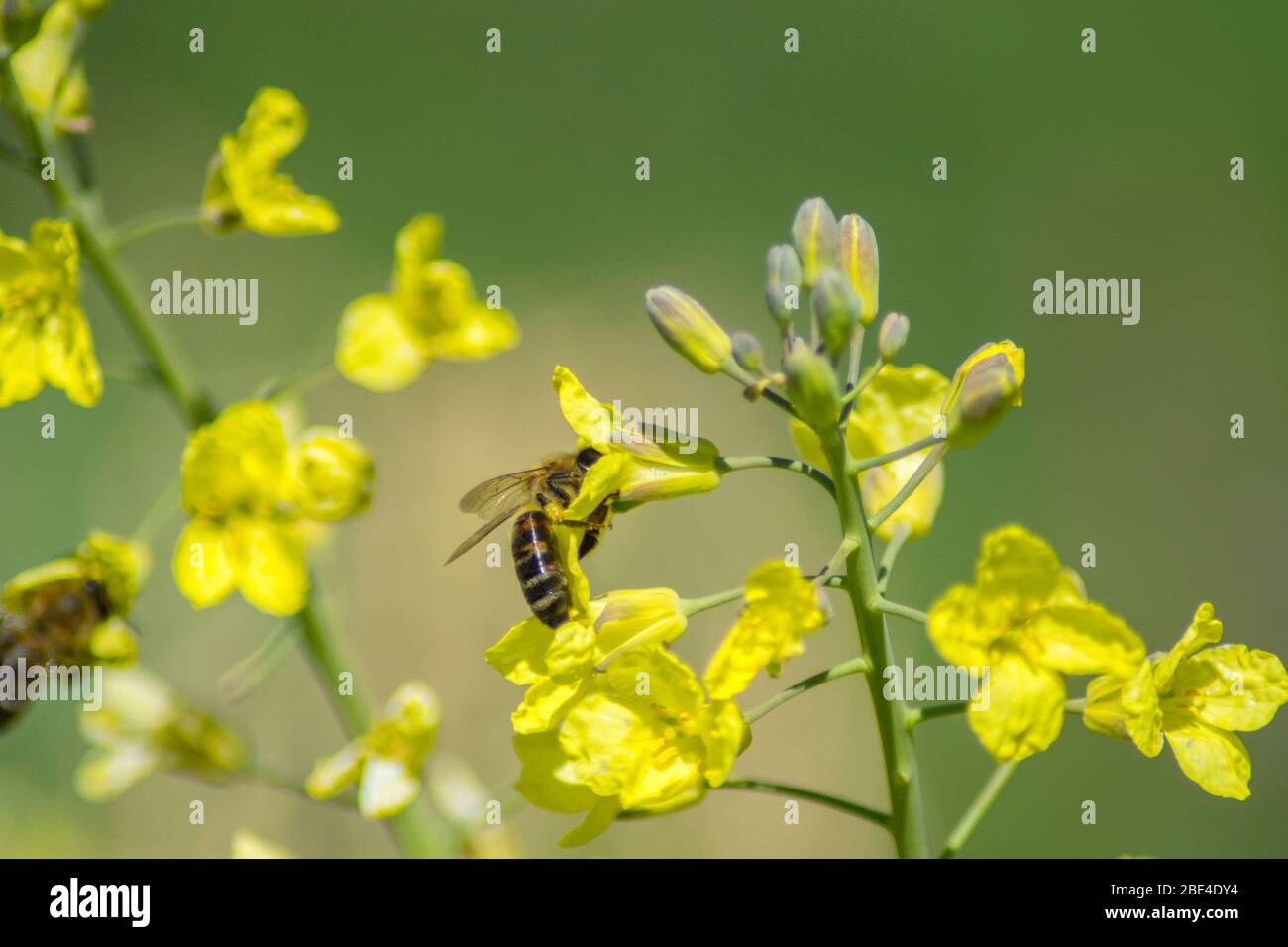 Close-up image of bee collecting nectar and pollen of yellow blossoming ...