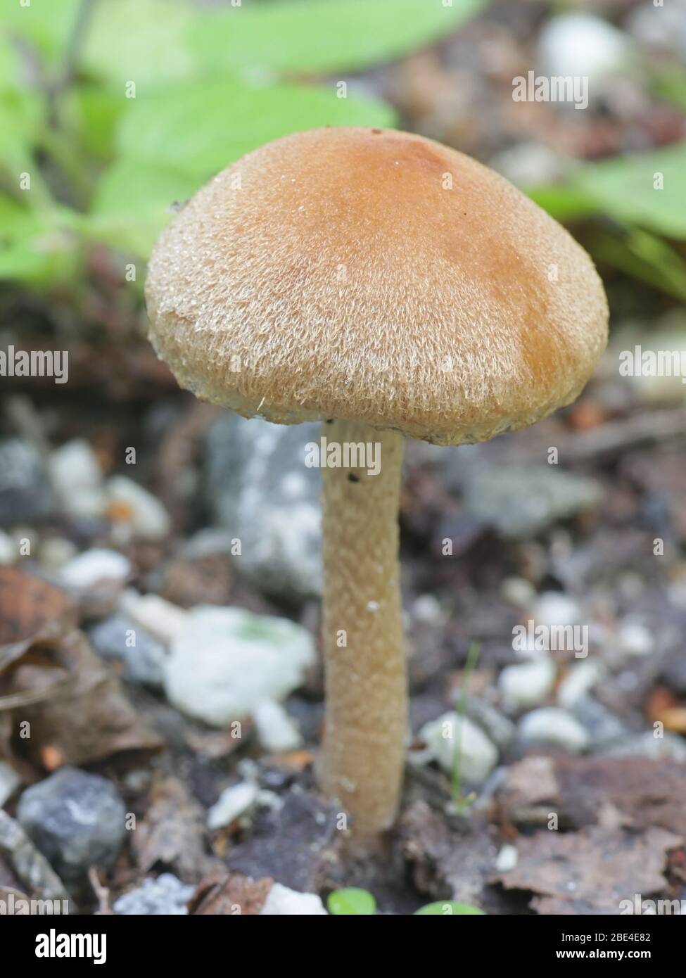 Weeping widow fungi hi-res stock photography and images - Alamy