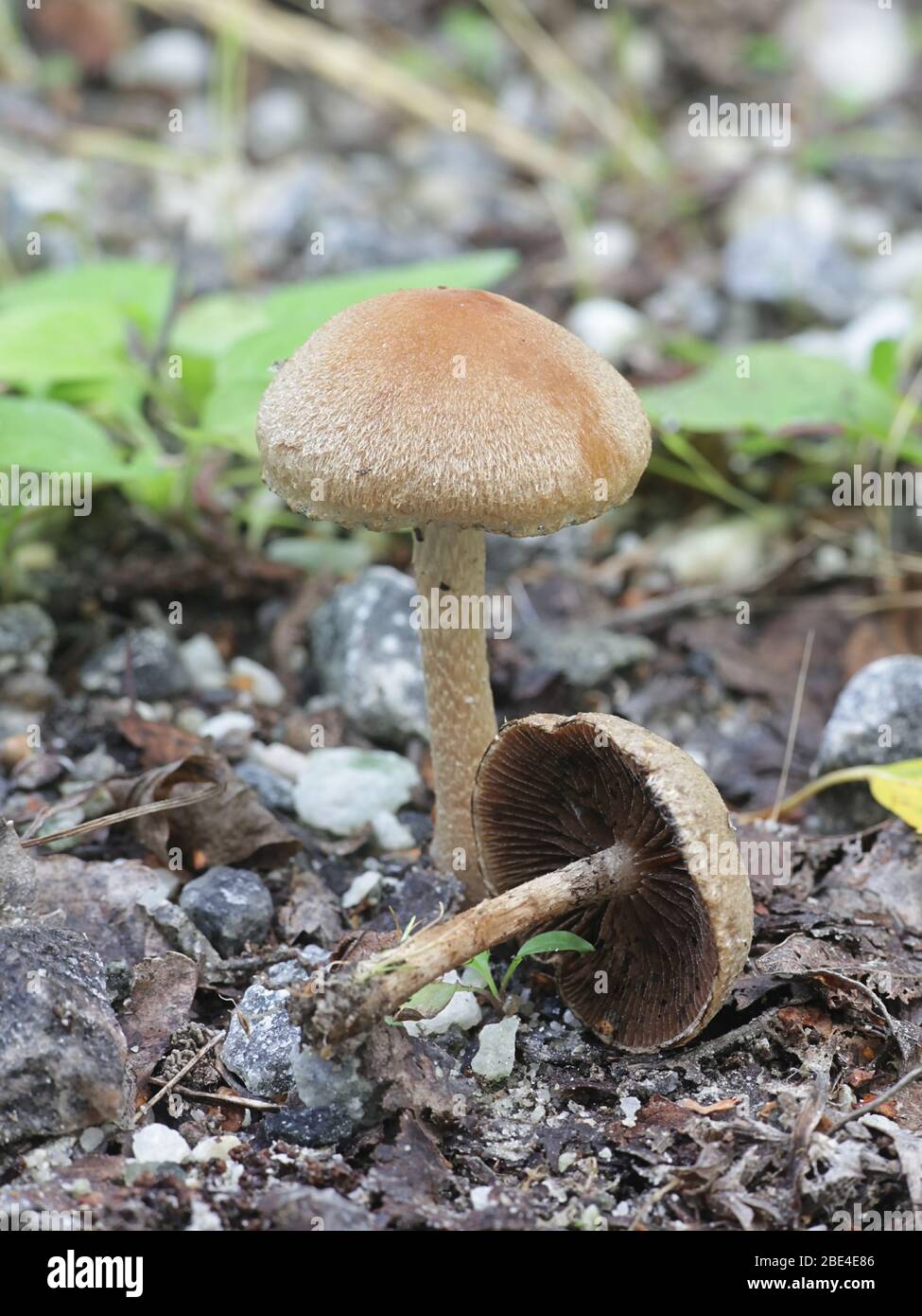 Lacrymaria lacrymabunda, known as the Weeping Widow, wild mushroom from ...