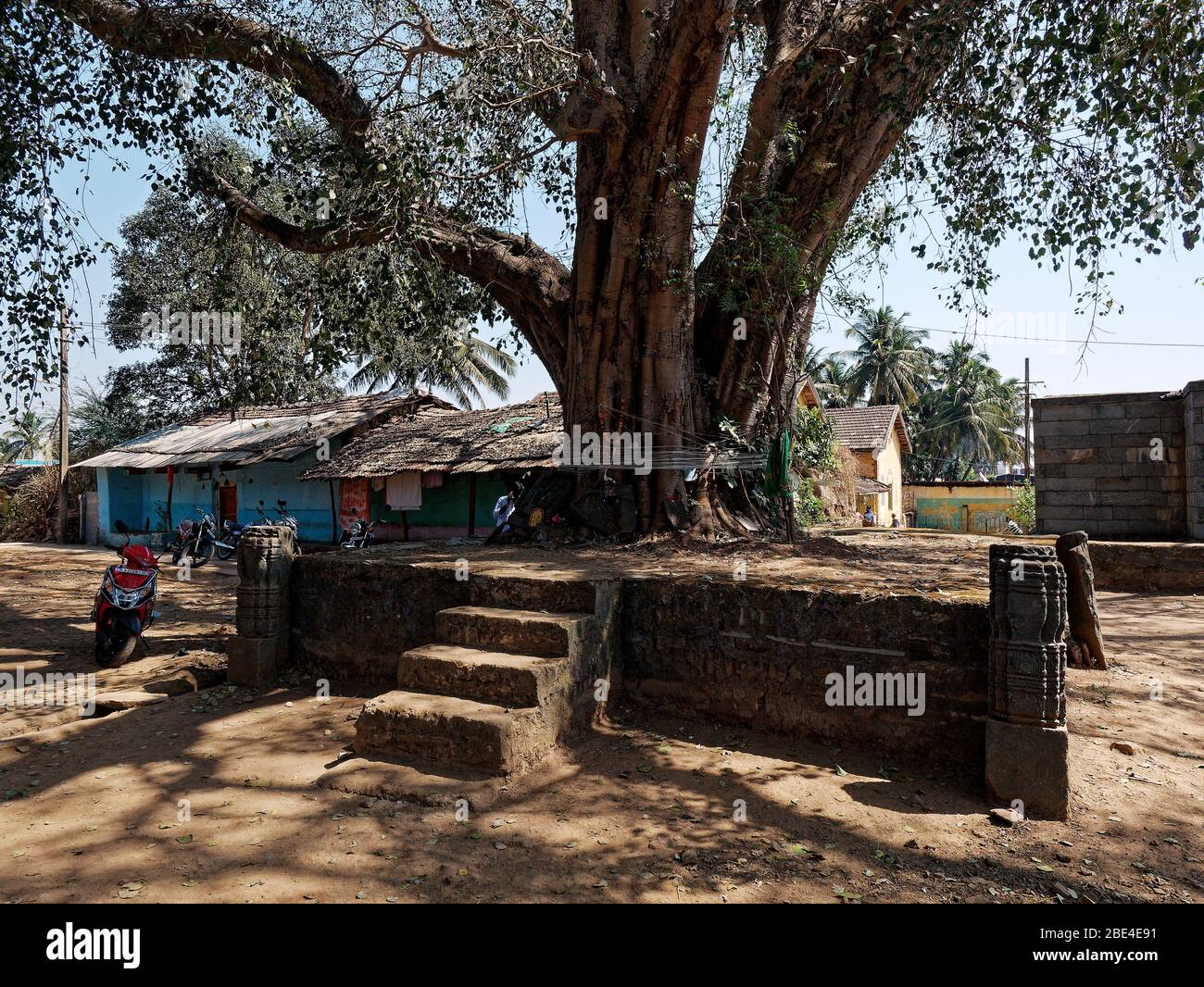 Tying threads around a banyan tree Stock Photo - Alamy