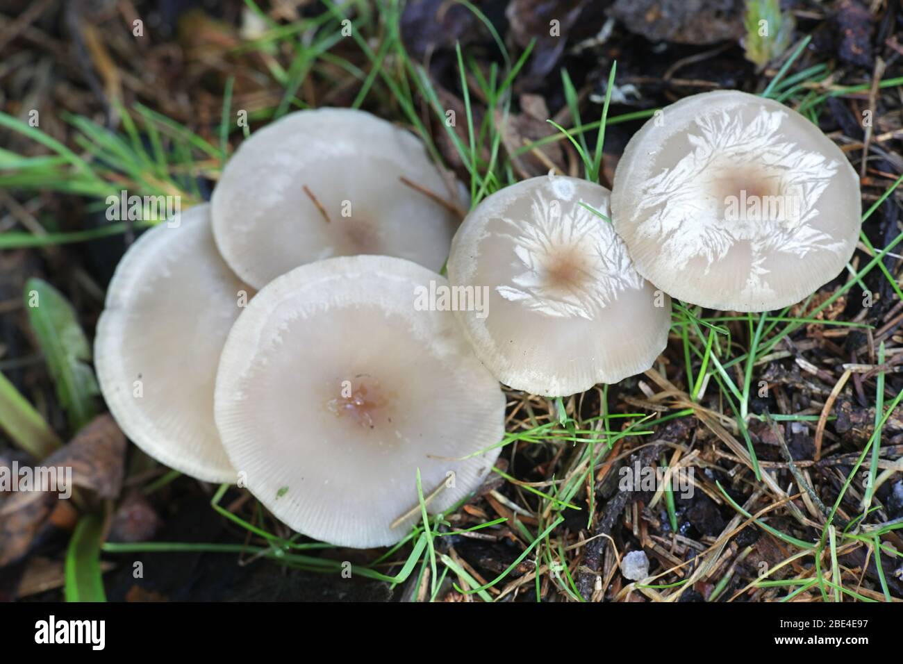 Clitocybe metachroa, known as Twotone Funnel, wild mushroom from ...