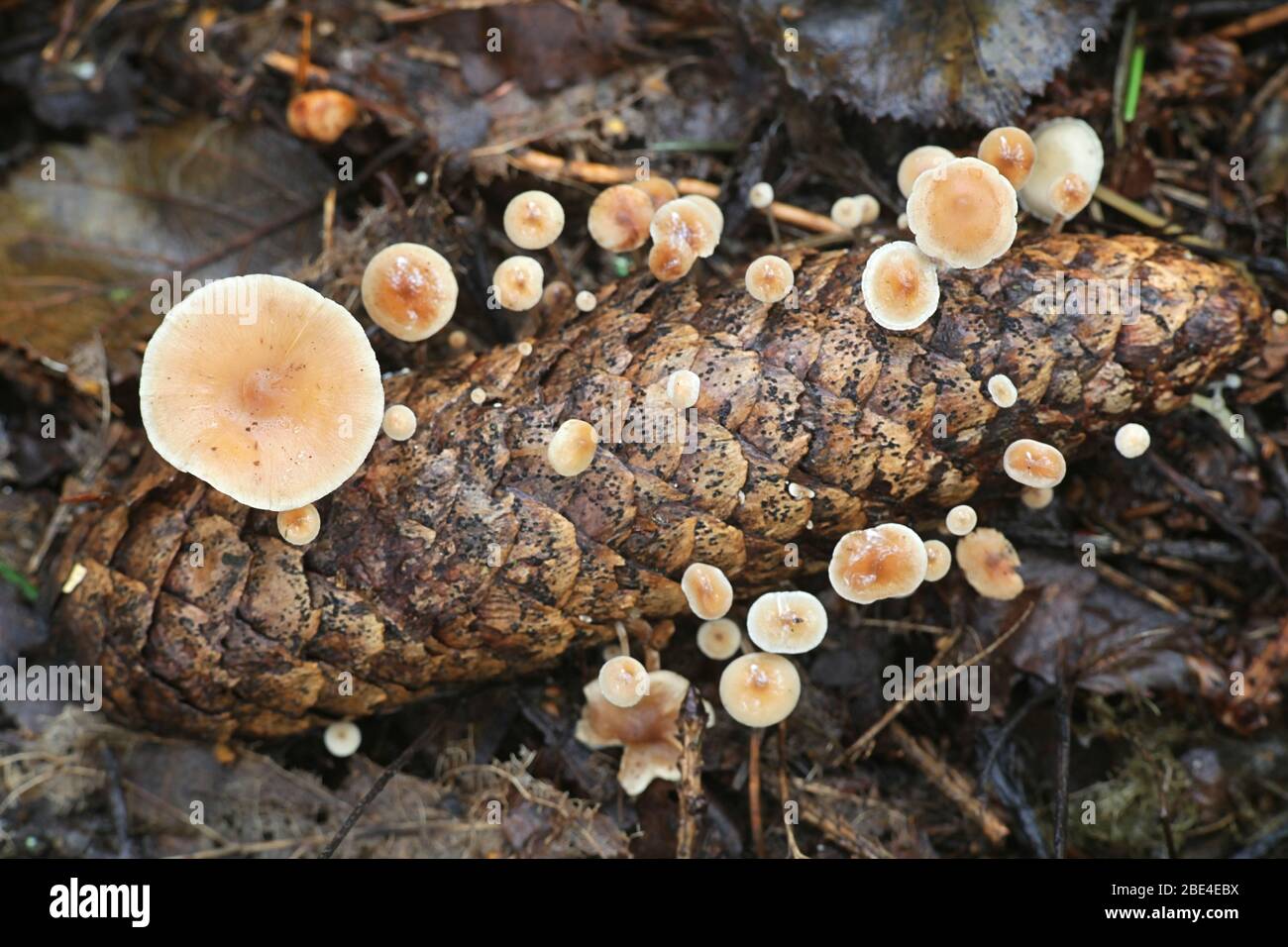 Conifercone cap fungus hi-res stock photography and images - Alamy