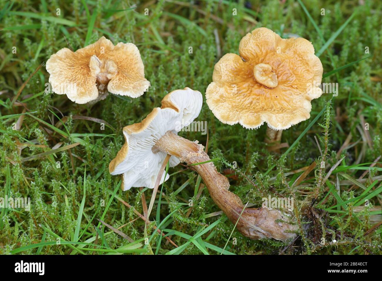 Cystoderma rugosoreticulatum hi-res stock photography and images - Alamy