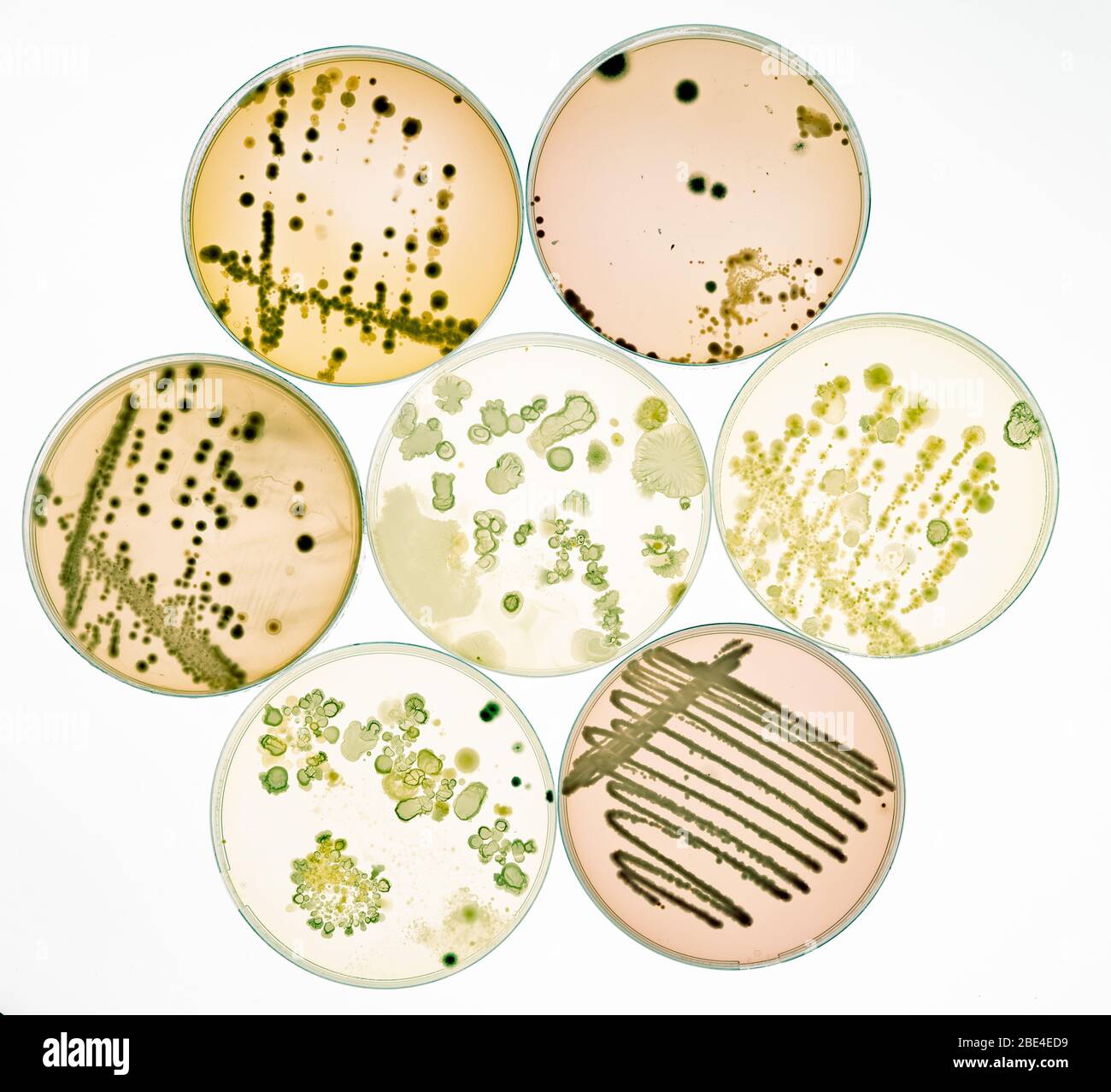Growing Bacteria in Petri Dishes on agar gel Scientific experiment ...
