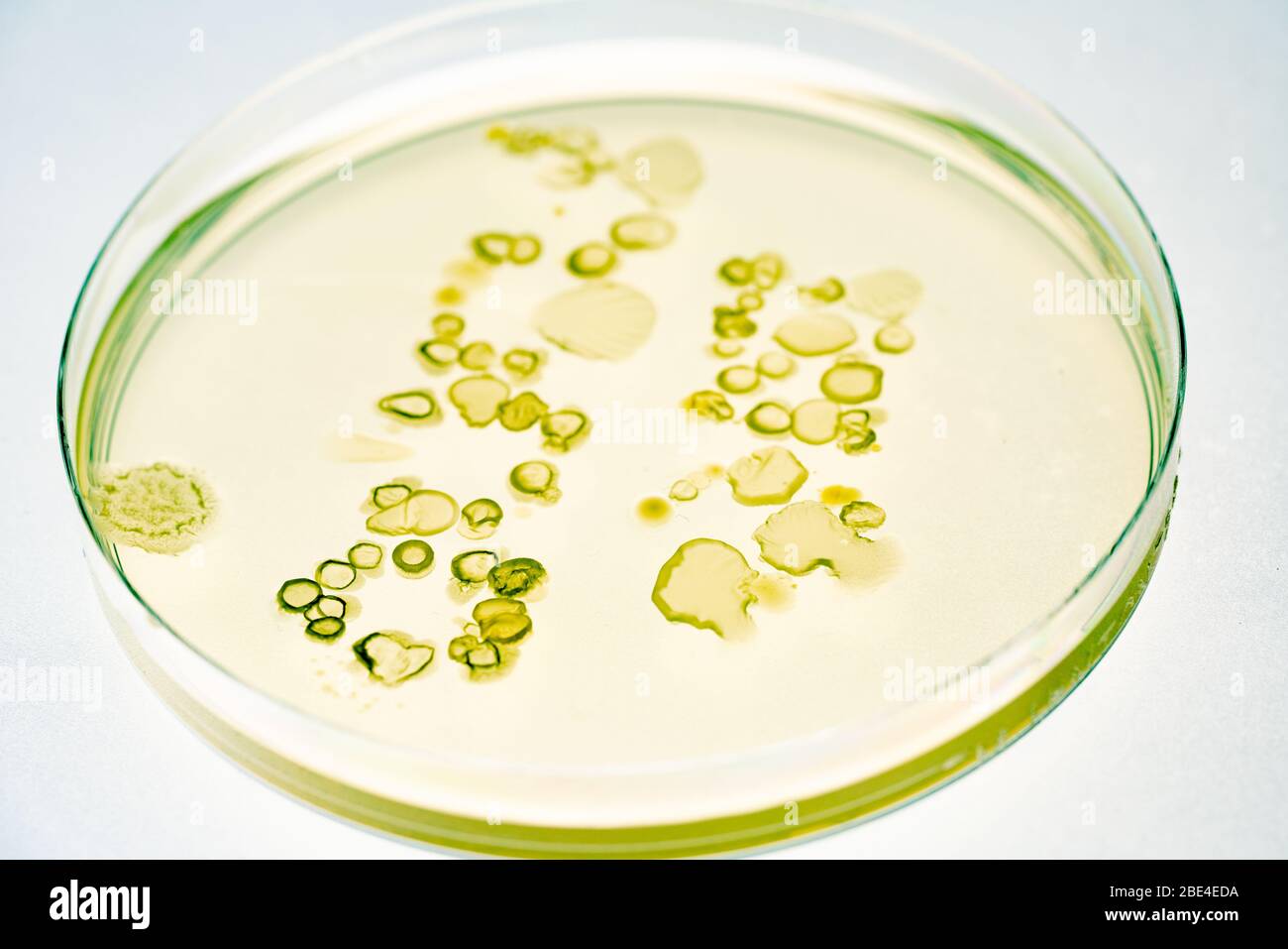 Growing Bacteria in Petri Dishes on agar gel Scientific experiment ...