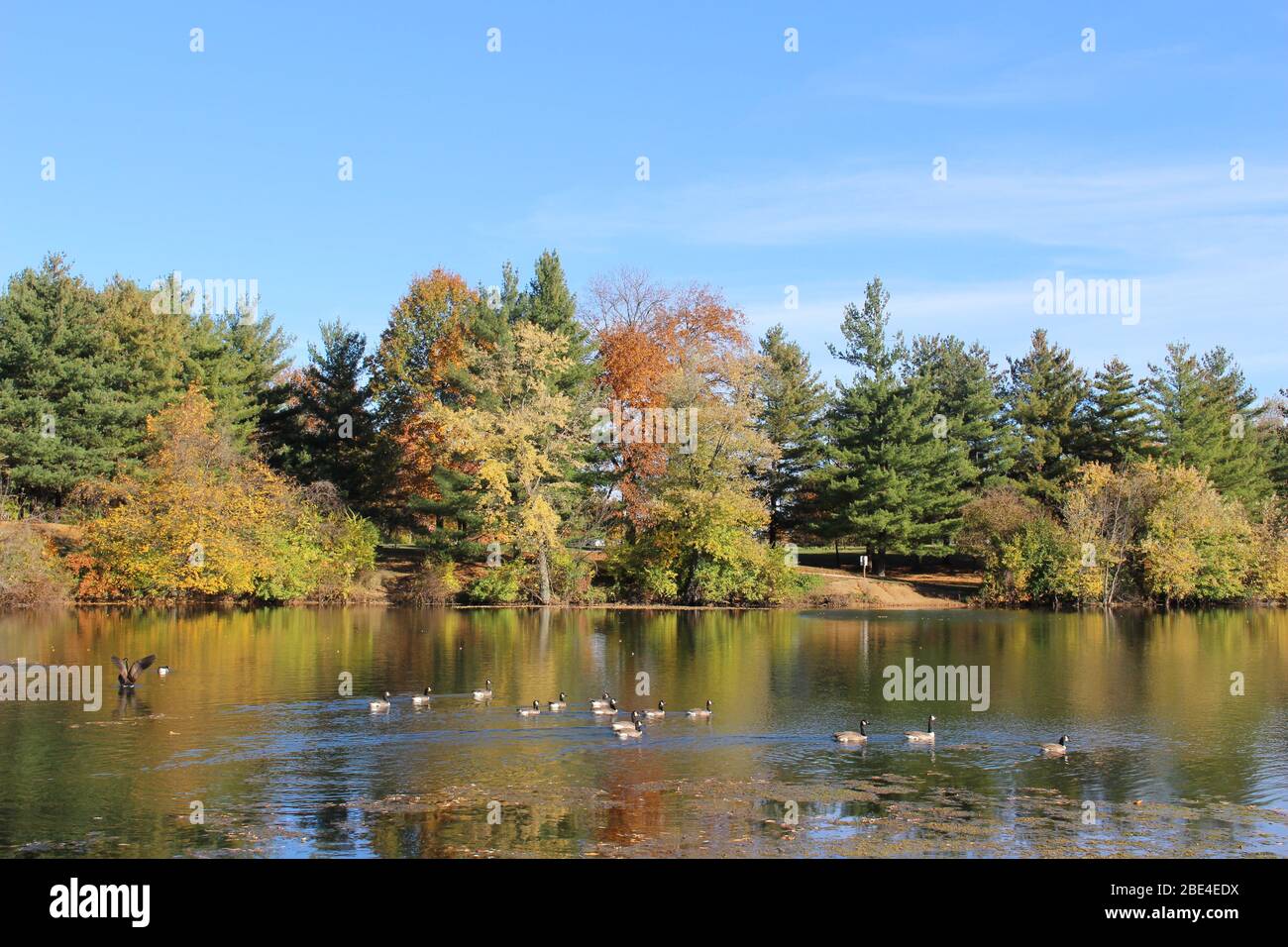 Groveport Ohio streets with colorful trees, family of geese on a pond, three creek walk trail ...