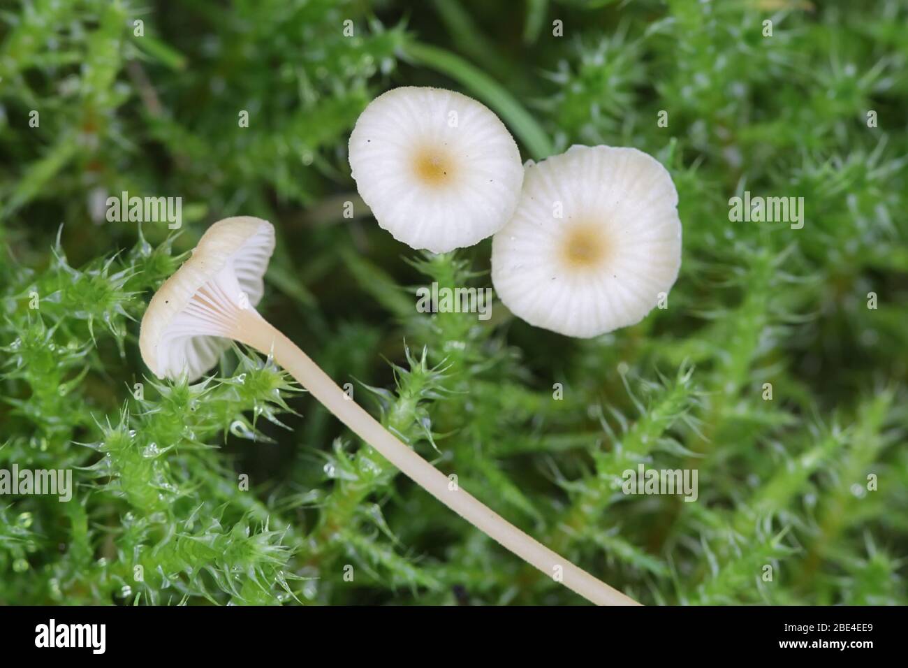 Orange moss hi-res stock photography and images - Alamy