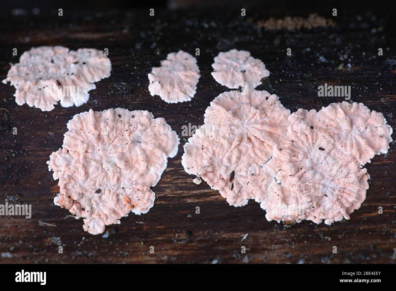 Corticium roseum, major plant pathogen of peach and nectarine trees ...