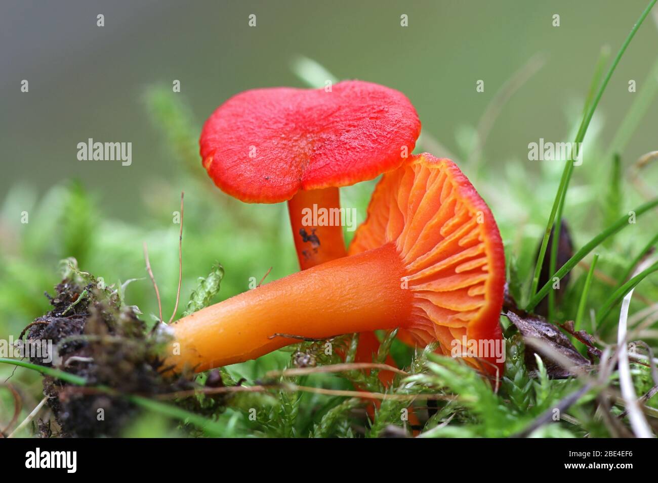 Hygrocybe coccinea, known as the scarlet hood, scarlet waxcap or ...