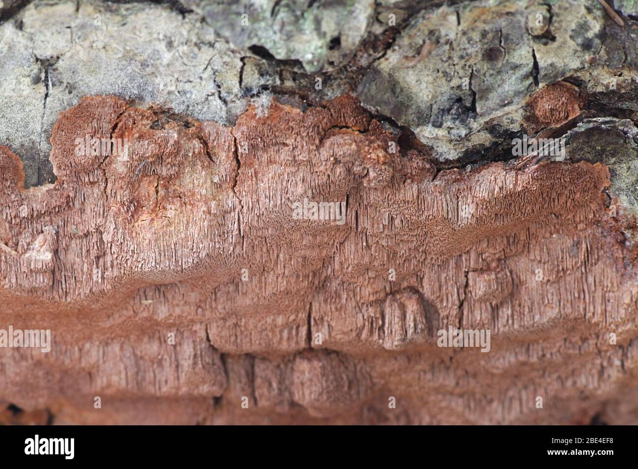 Phellinidium ferrugineofuscum hi-res stock photography and images - Alamy