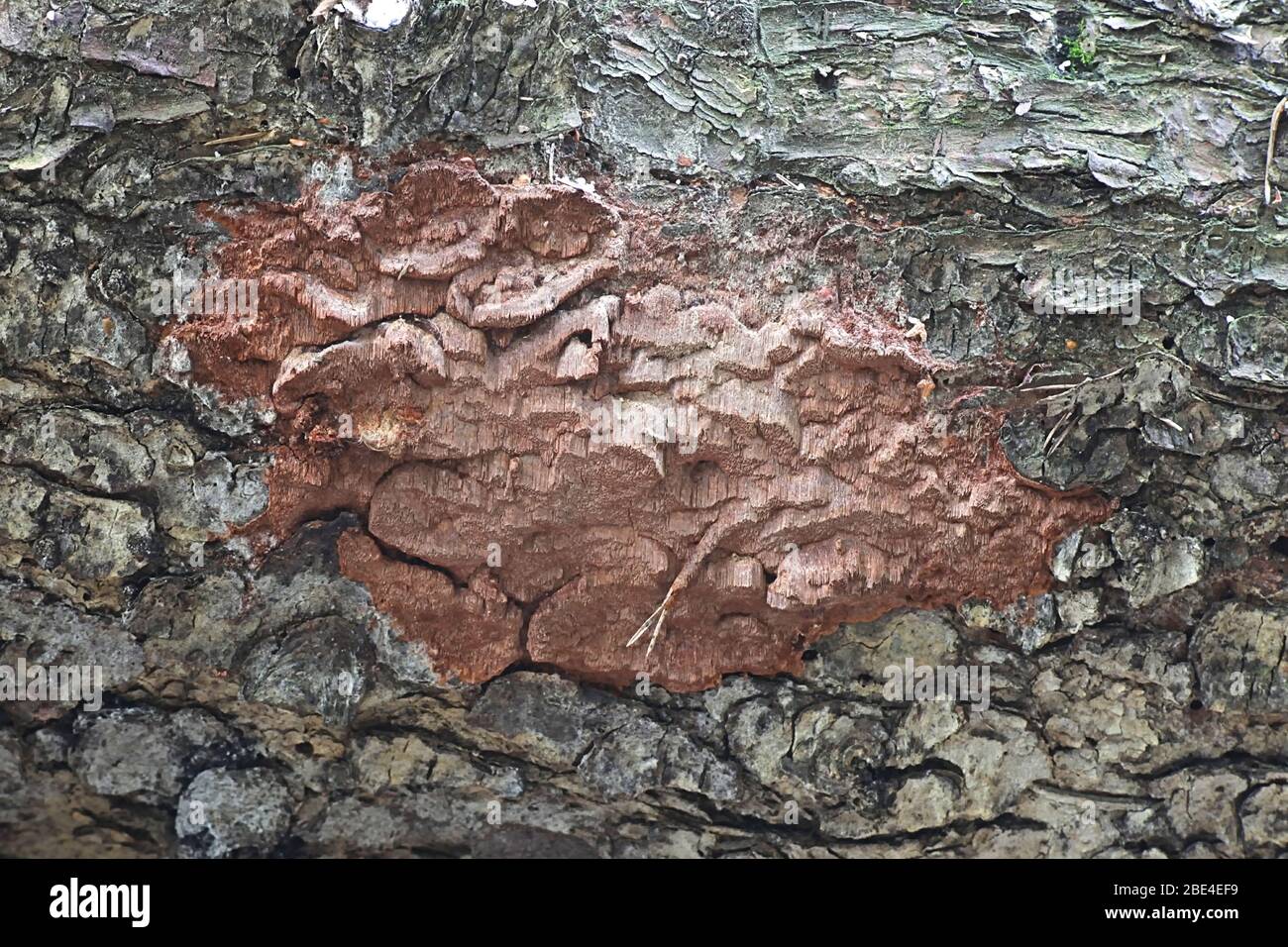 Phellinidium ferrugineofuscum hi-res stock photography and images - Alamy