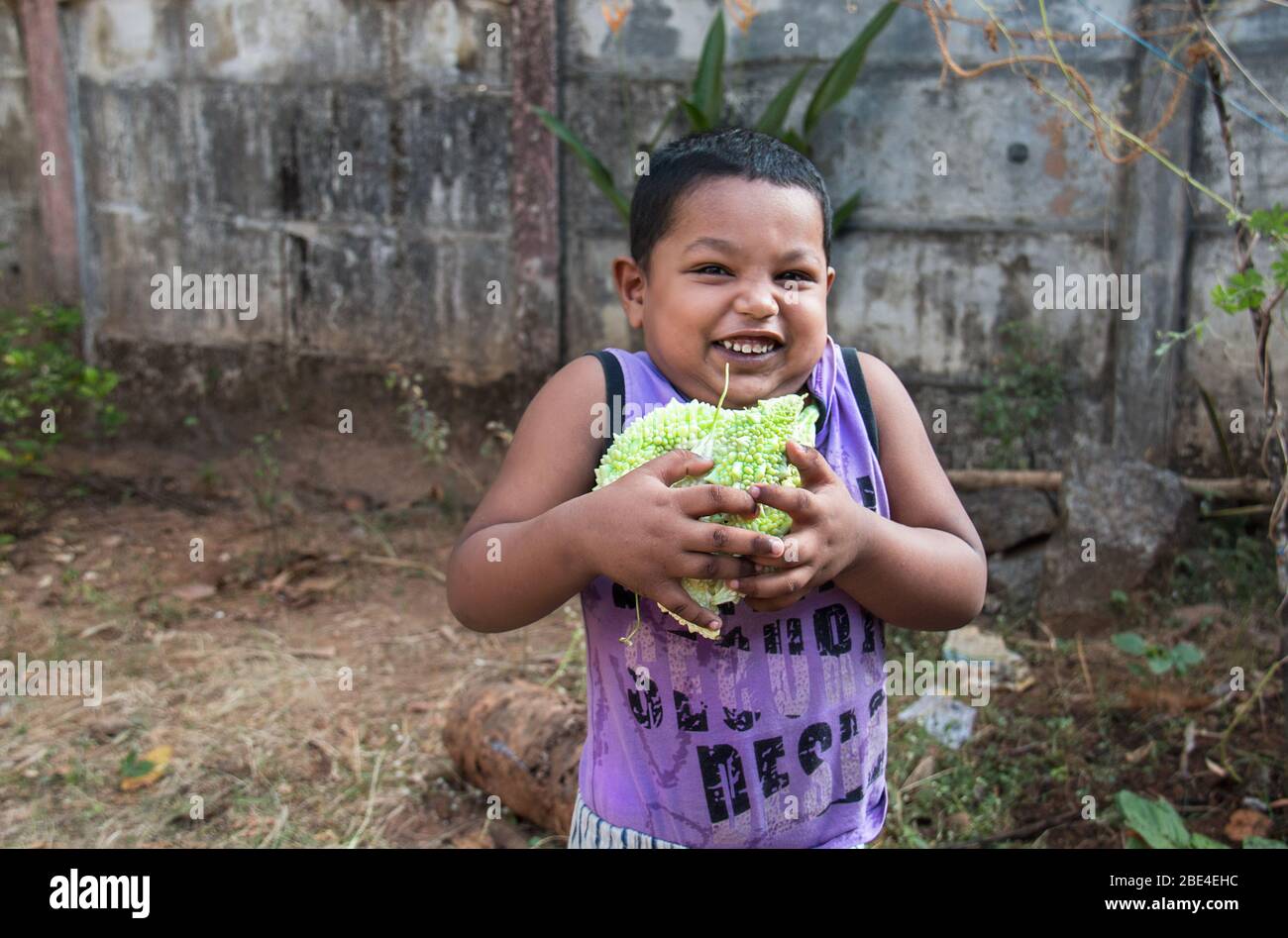 women workers working on the rice paddy fields in kerala,south india ...