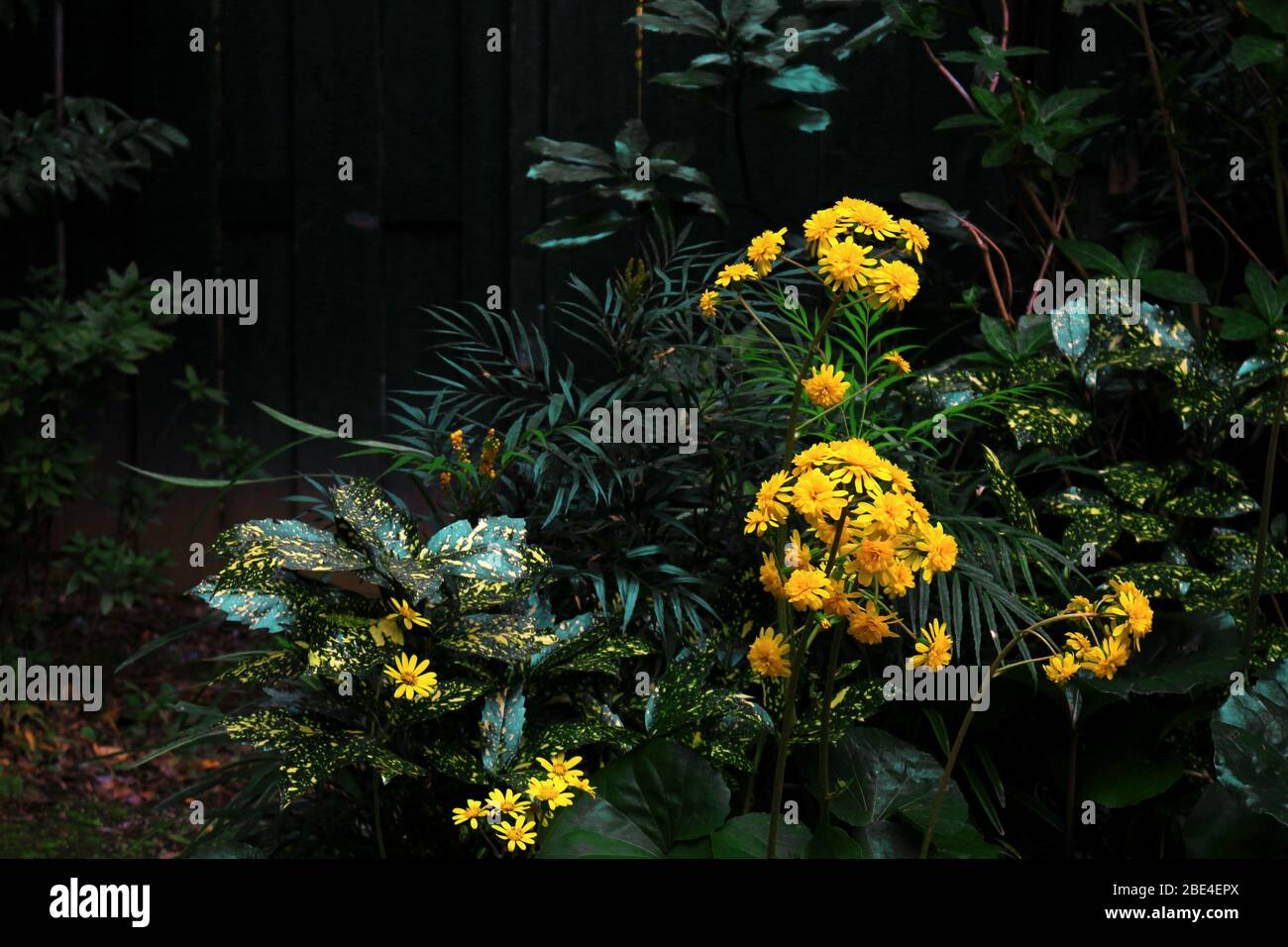 Planting chrysanthemum hi-res stock photography and images - Alamy