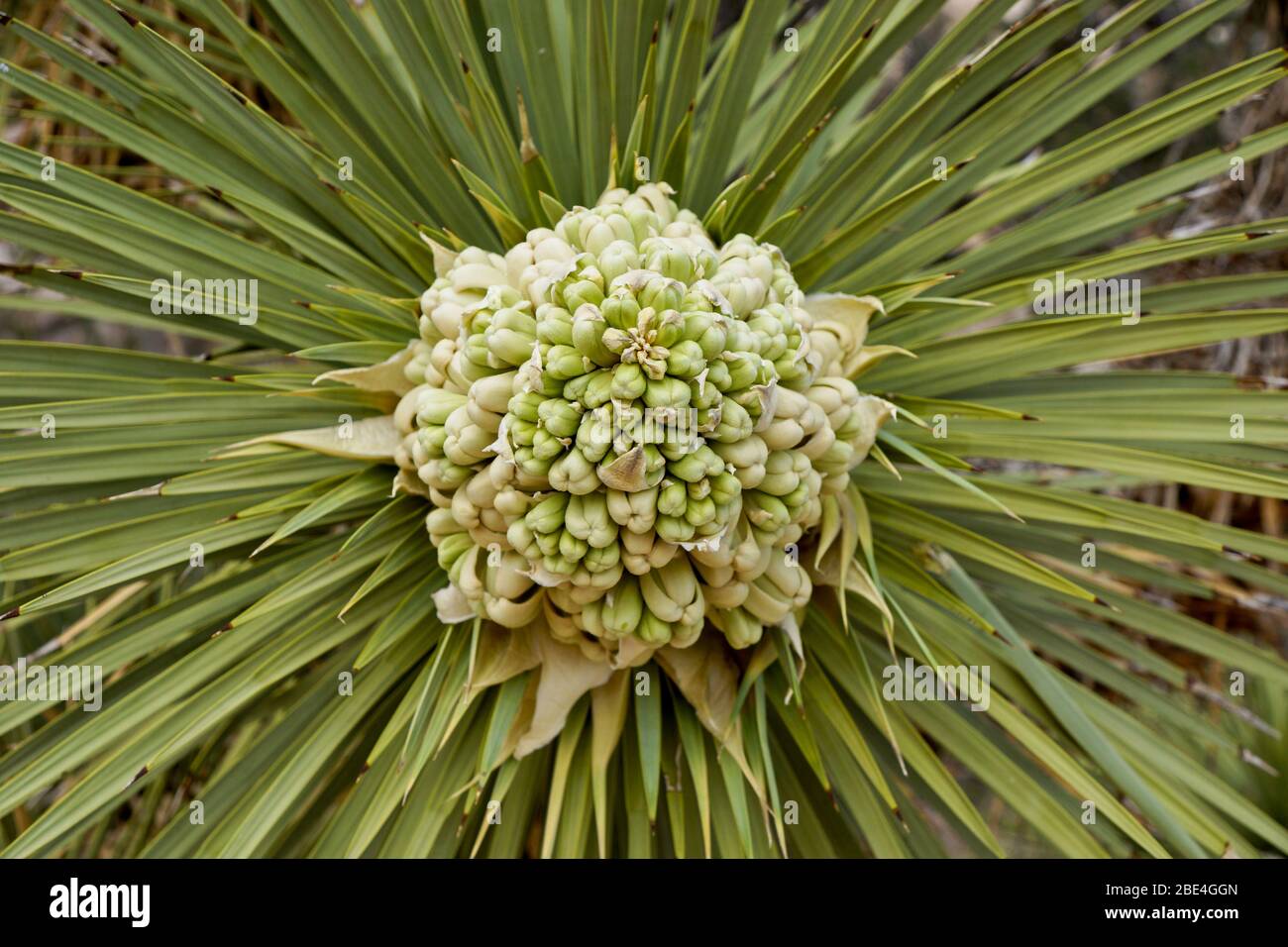 Southern nevada palm tree hi-res stock photography and images - Alamy