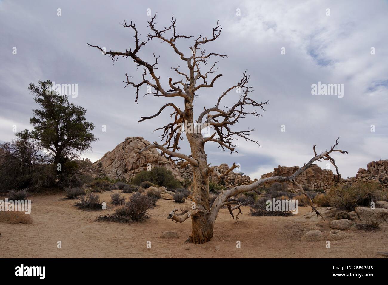 Dead tree sky hawaii hi-res stock photography and images - Alamy