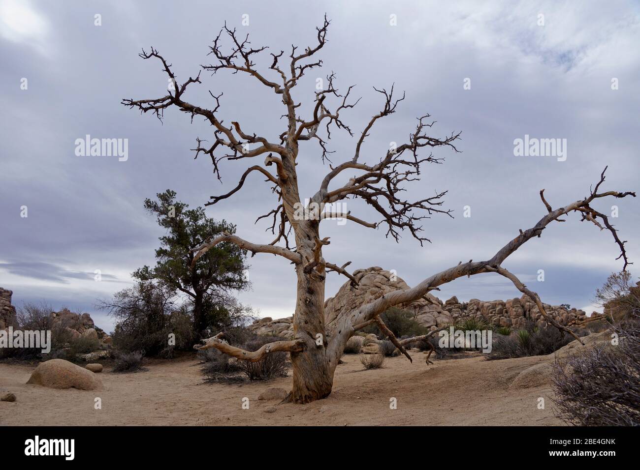 Dead tree in Joshua Tree National Park in California USA Stock Photo ...